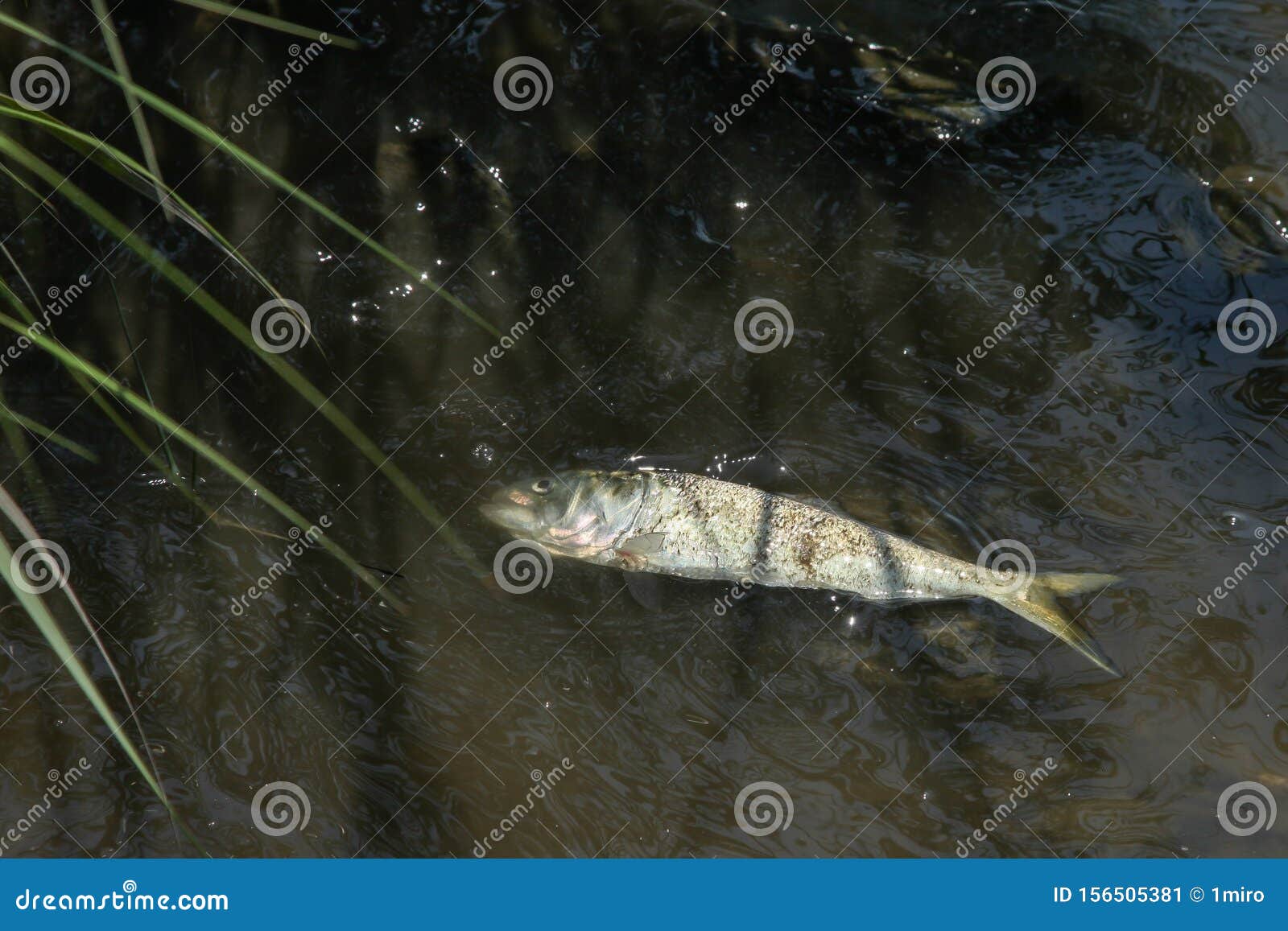 Dead Floating Fish Inside Ocean Water Stock Image - Image of wildlife ...