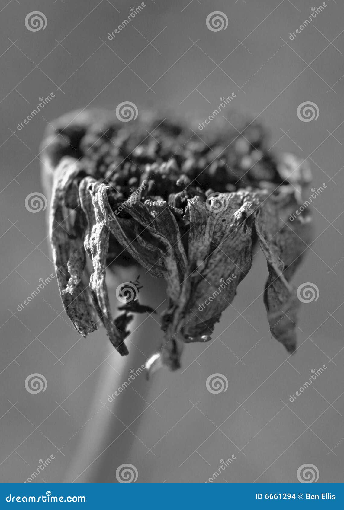 Dead flower stock photo. Image of outdoor, weak, elements - 6661294