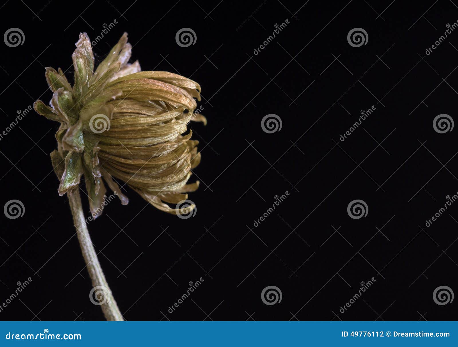 Dead Flower stock photo. Image of detailed, sunlight - 49776112