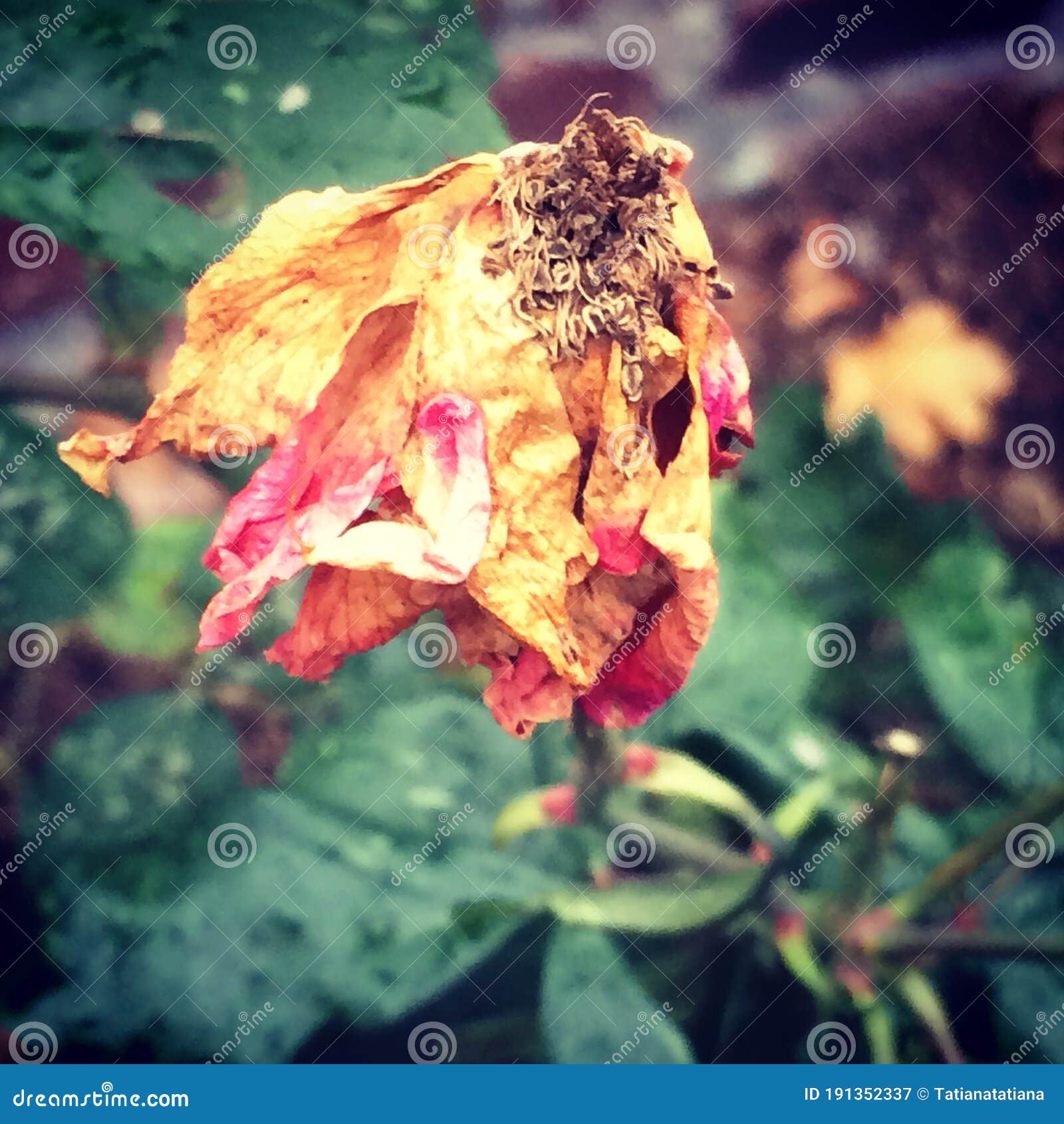 Dead flower stock image. Image of dead, beautiful, looks - 191352337