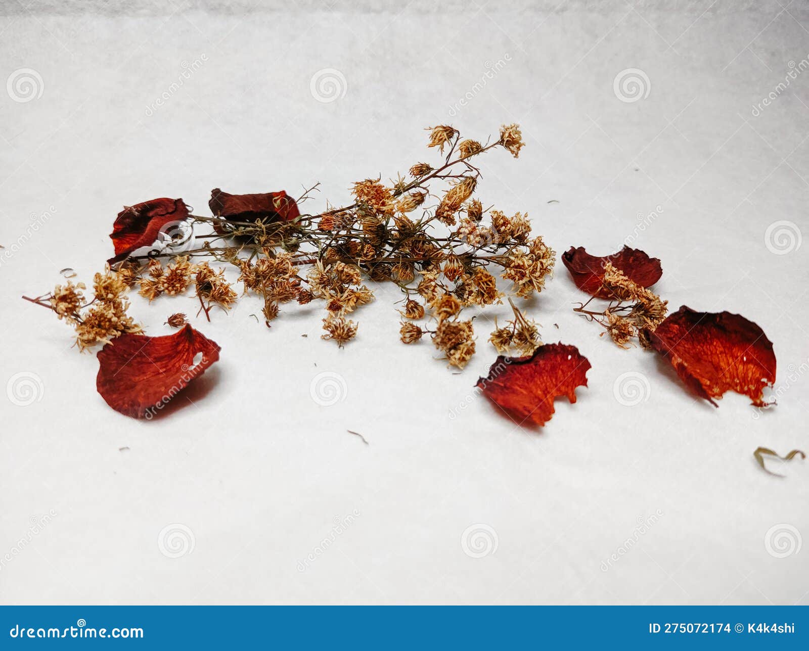 Dead Flower with Rose Petals Stock Photo - Image of emotion, rose ...
