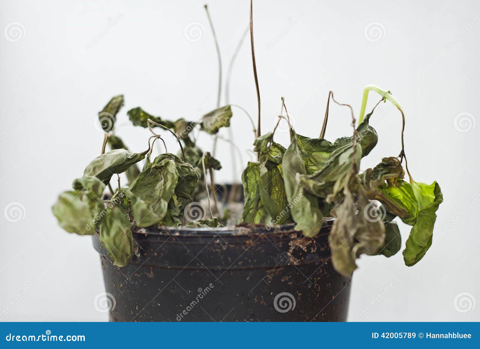 Dead flowers stock image. Image of loss, winter, flowerpot - 42005789
