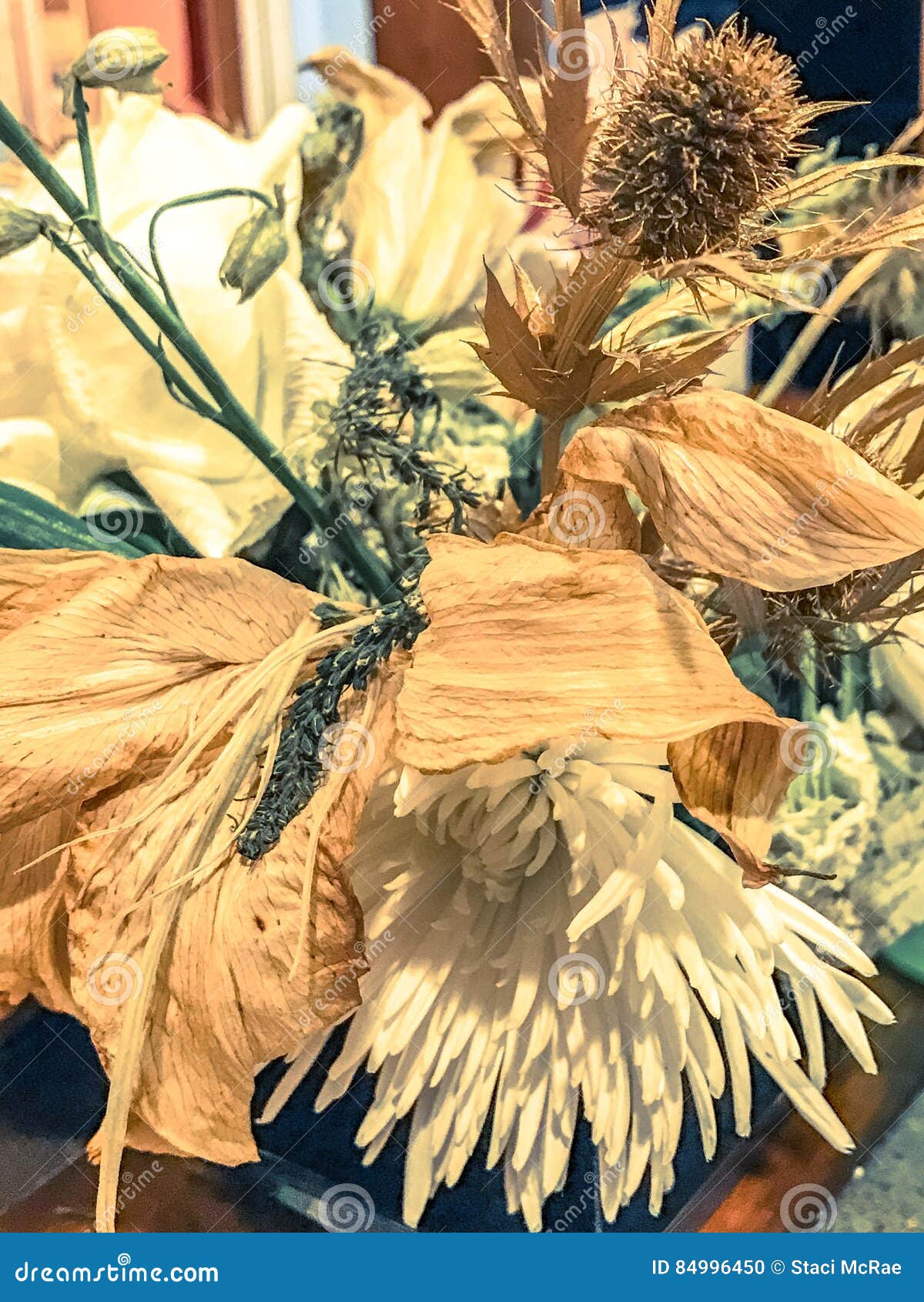 Dead flowers stock photo. Image of flower, green, flowers - 84996450