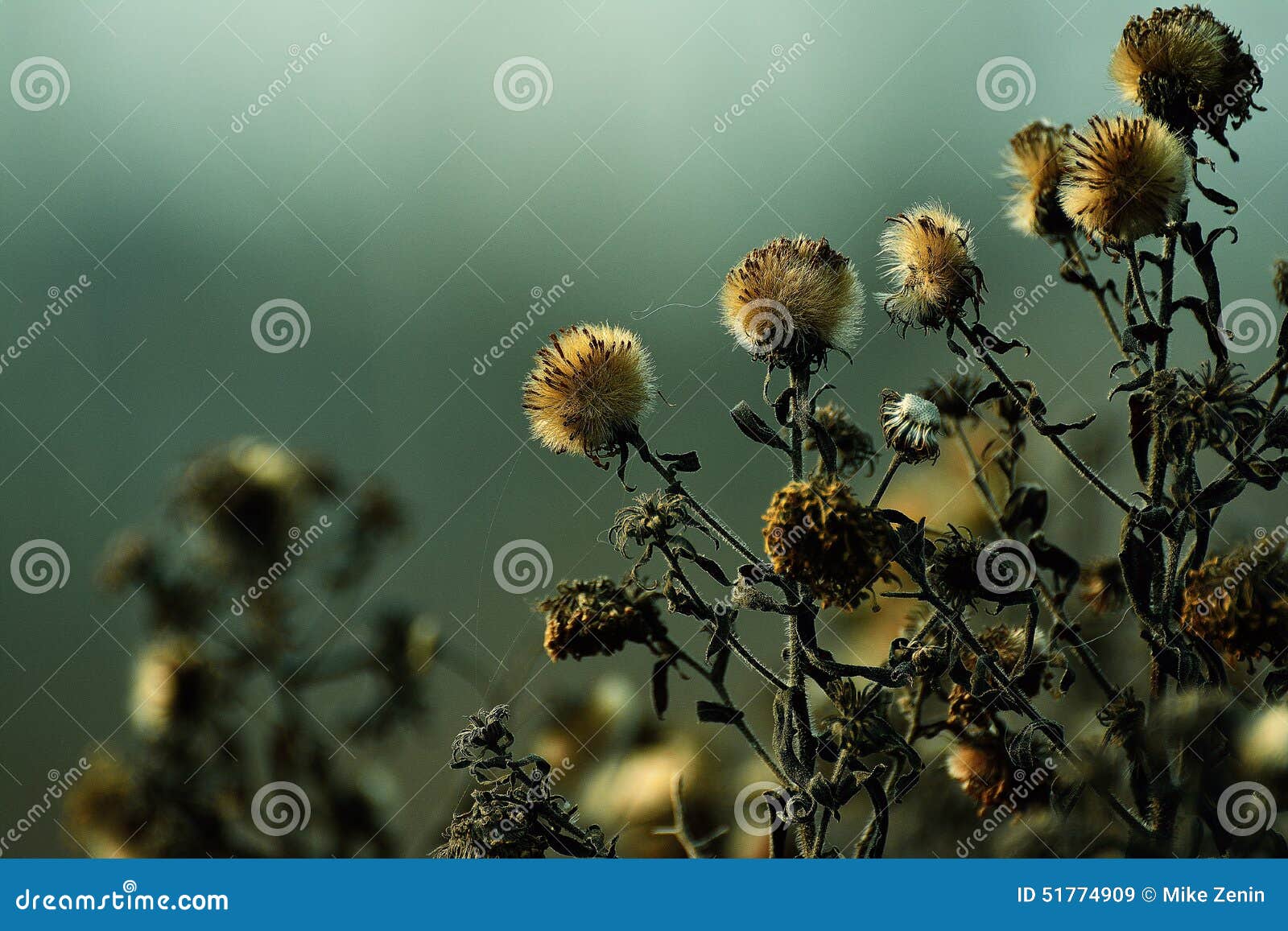 Dead Flowers of Spring Waiting for Awakening Editorial Stock Image ...