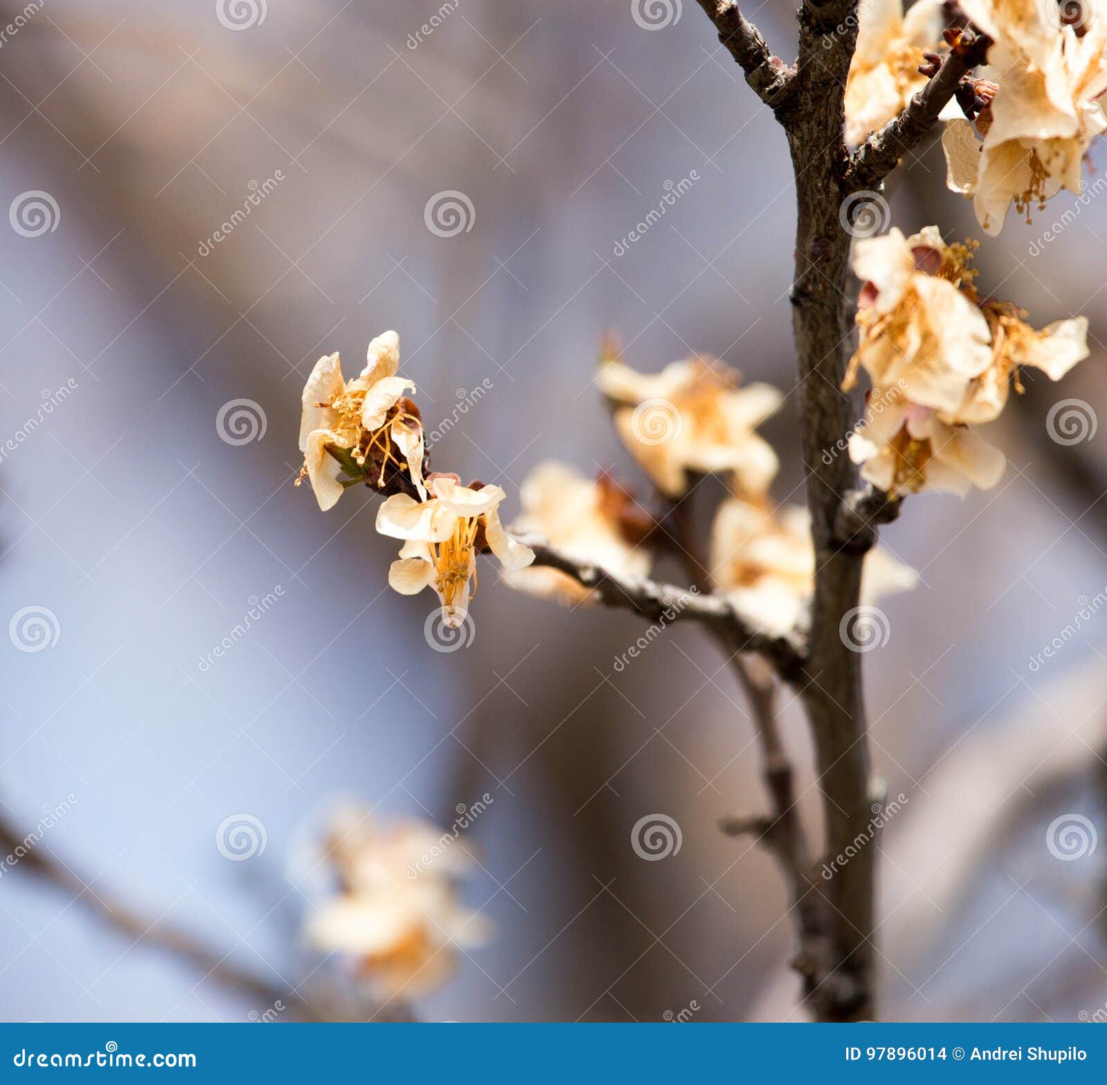 Dead Flowers on the Tree in Spring after Frost Stock Photo - Image of ...