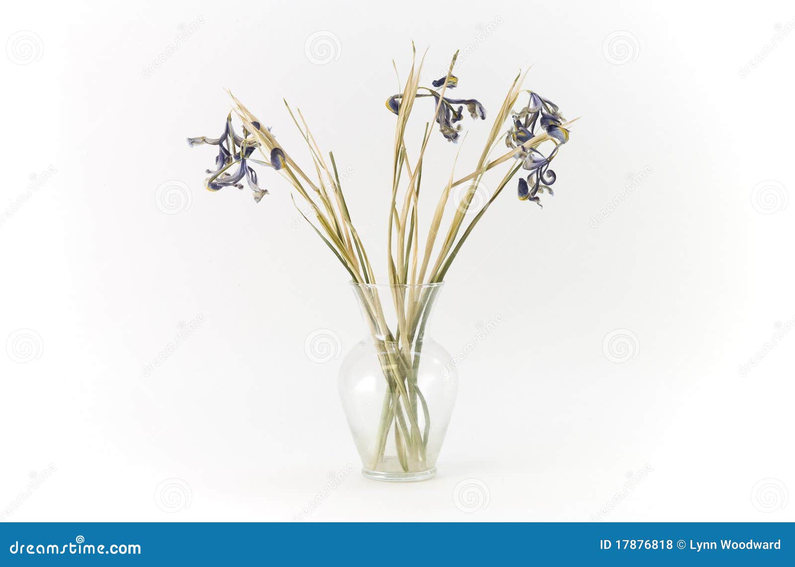 Dead flowers in a vase stock photo. Image of flowers - 17876818