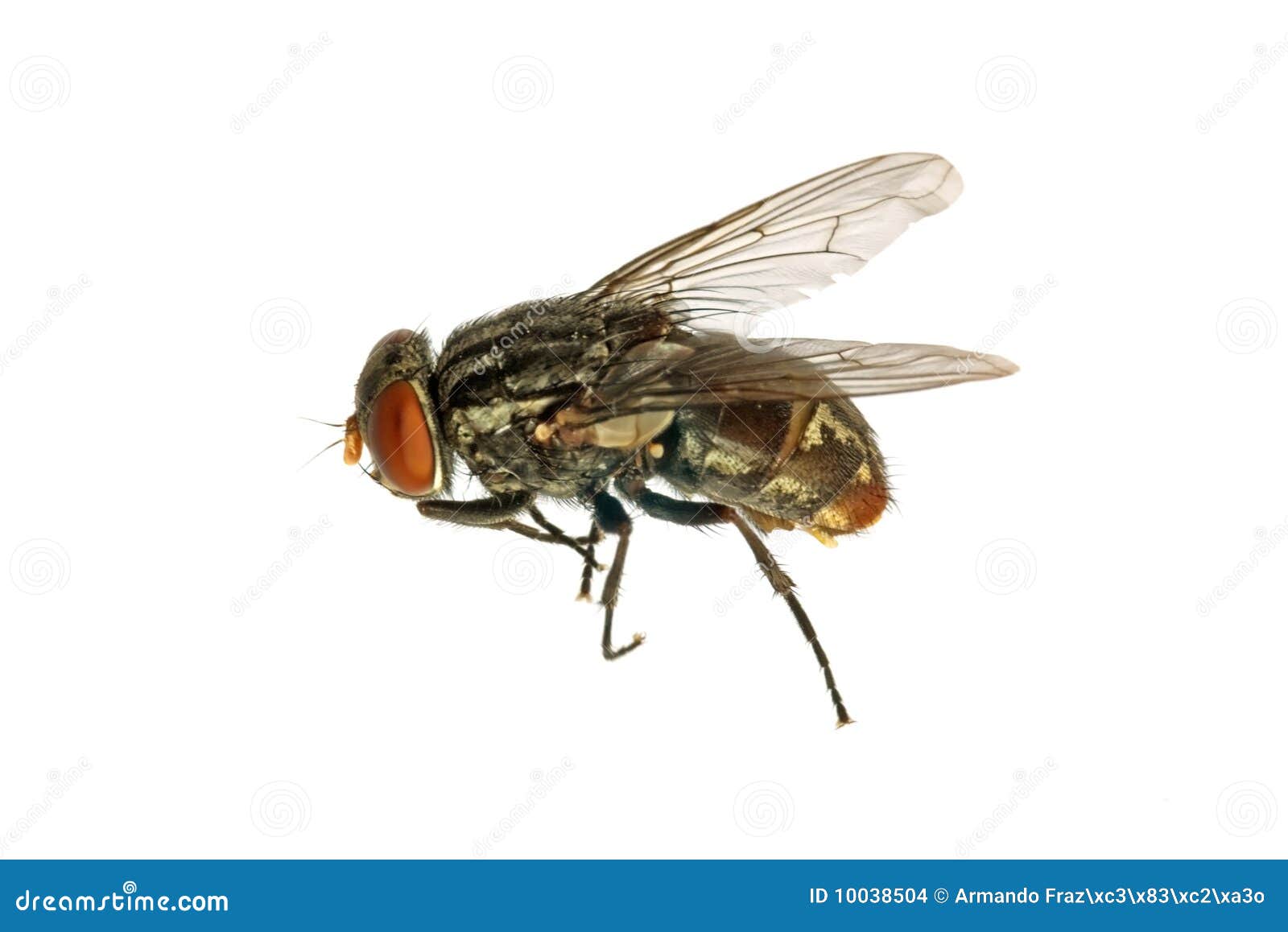 Dead Fly stock photo. Image of close, sarcophagidae, flesh - 10038504