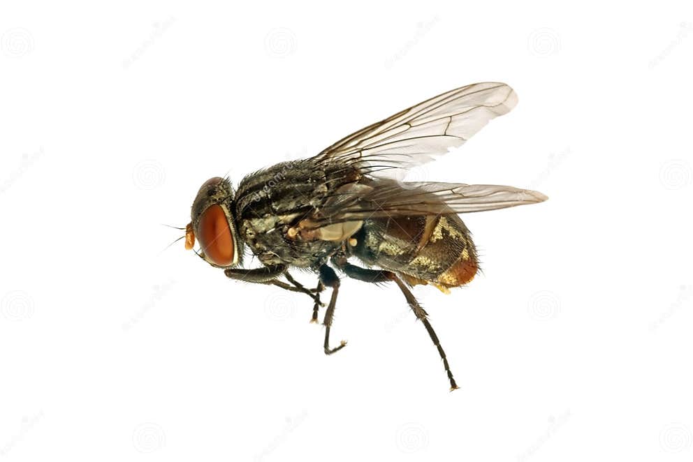 Dead Fly stock photo. Image of close, sarcophagidae, flesh - 10038504