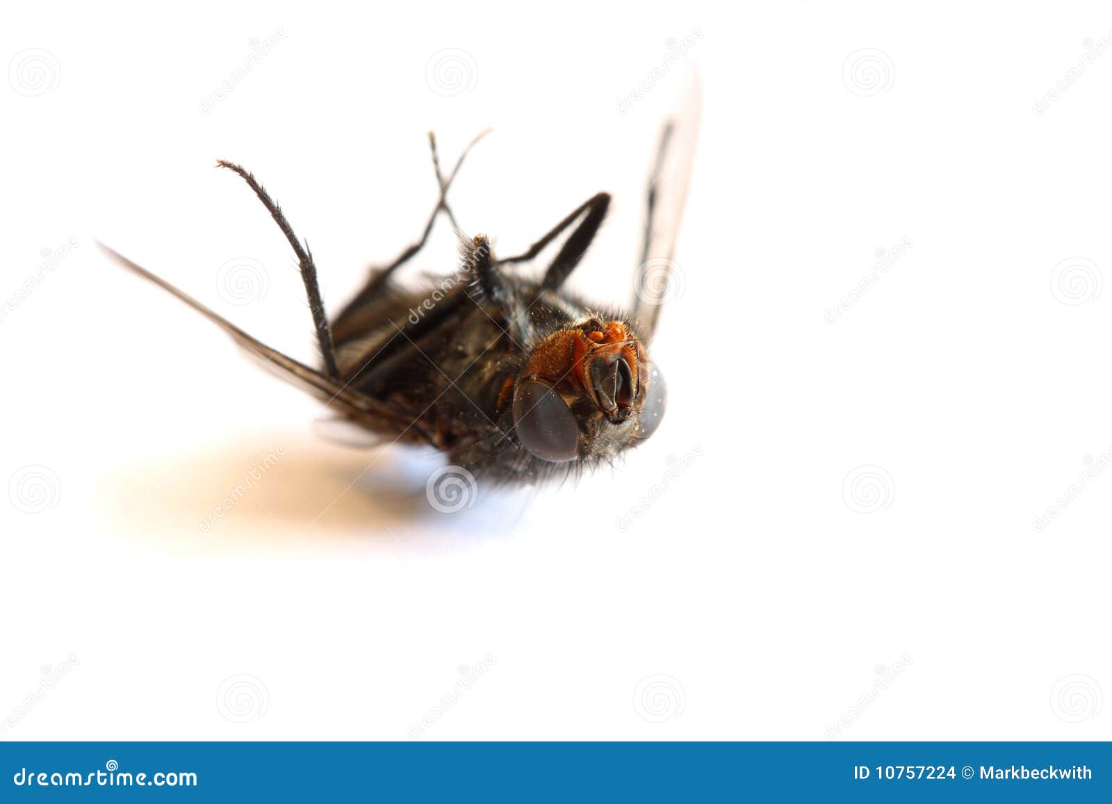 Dead Fly stock photo. Image of close, wing, infection - 10757224