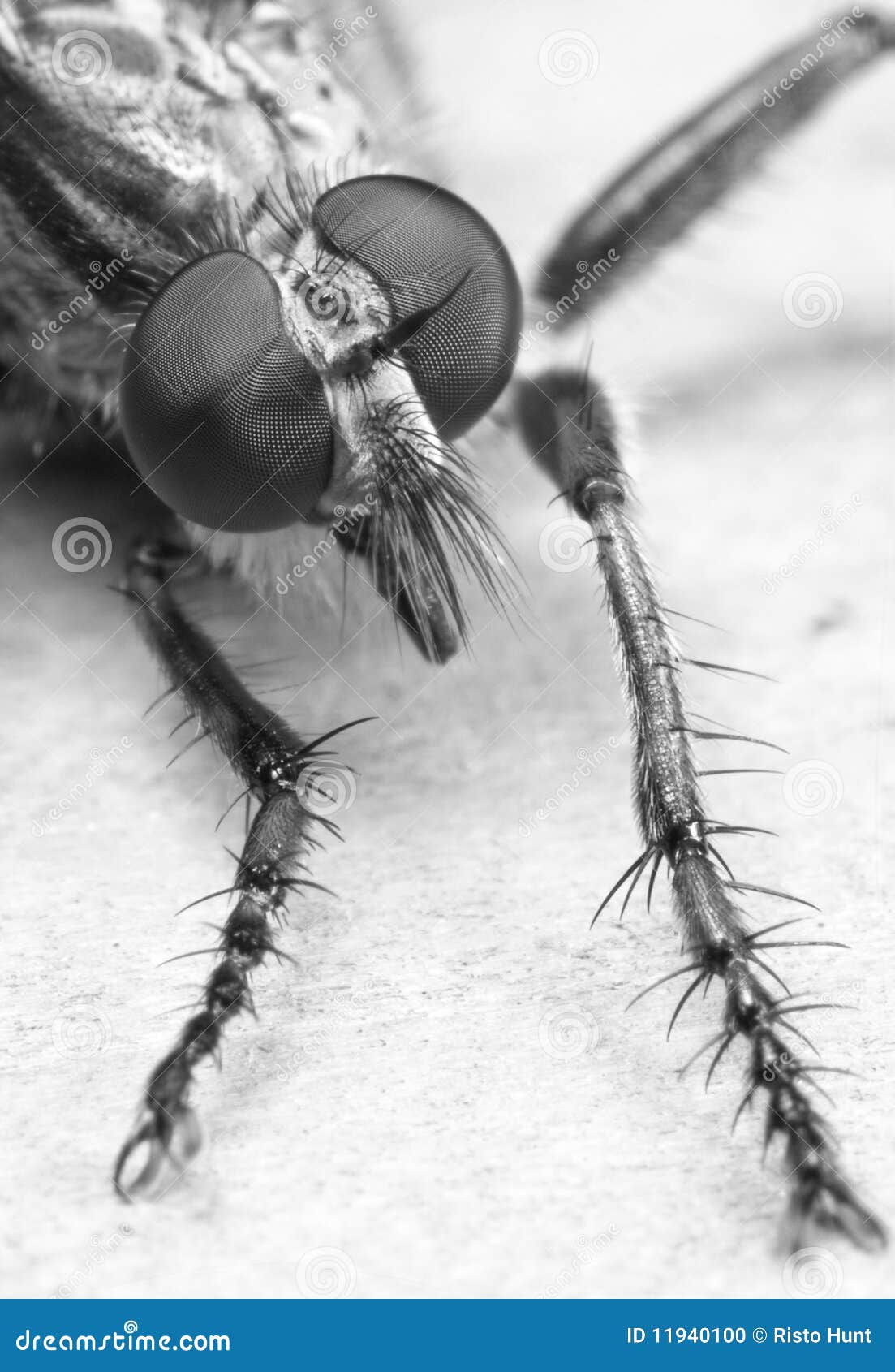 Dead Fly stock photo. Image of hairy, detail, legs, fauna - 11940100