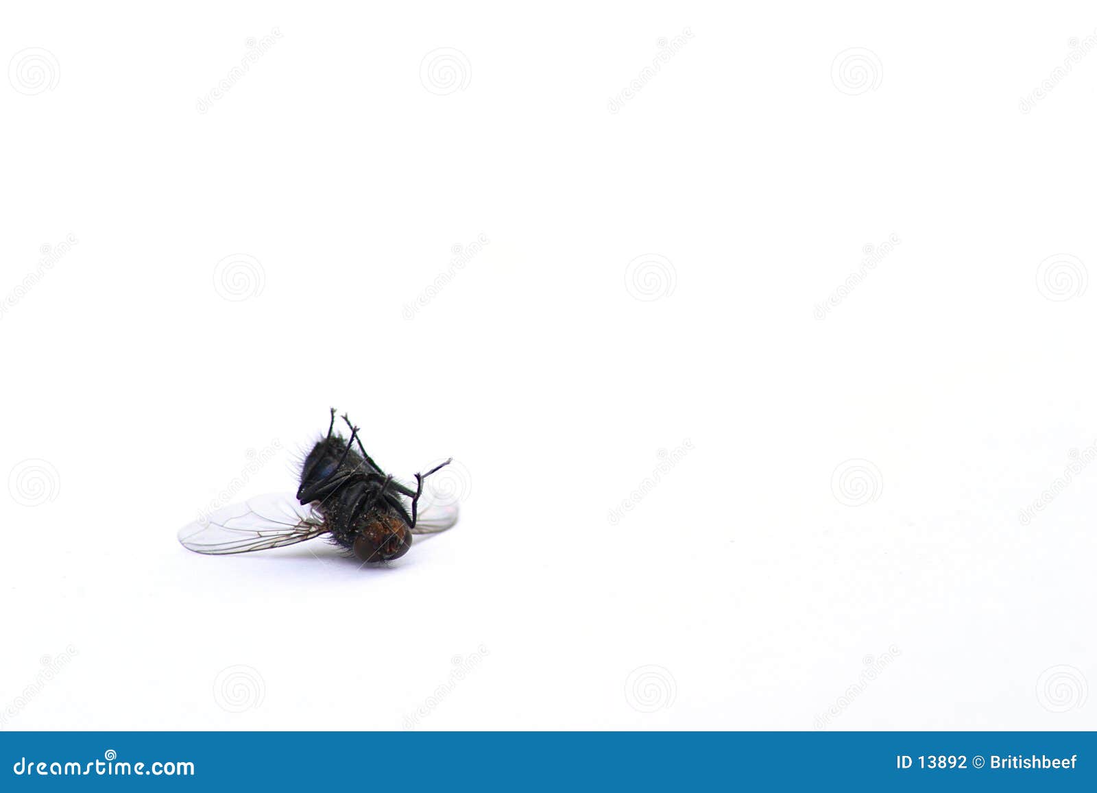 Dead fly stock photo. Image of flies, death, final, dead - 13892