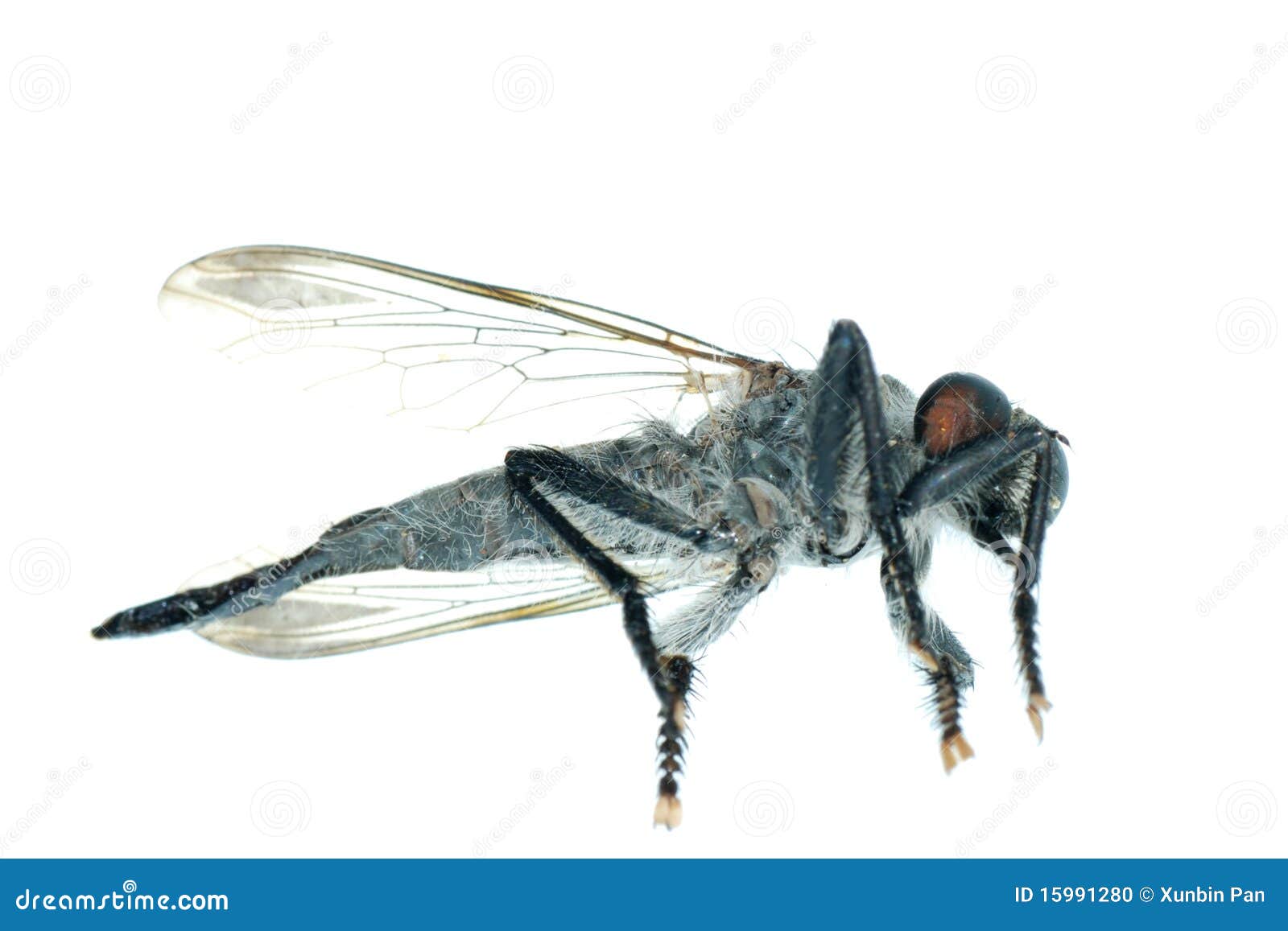 Dead fly stock photo. Image of dead, creature, danger - 15991280