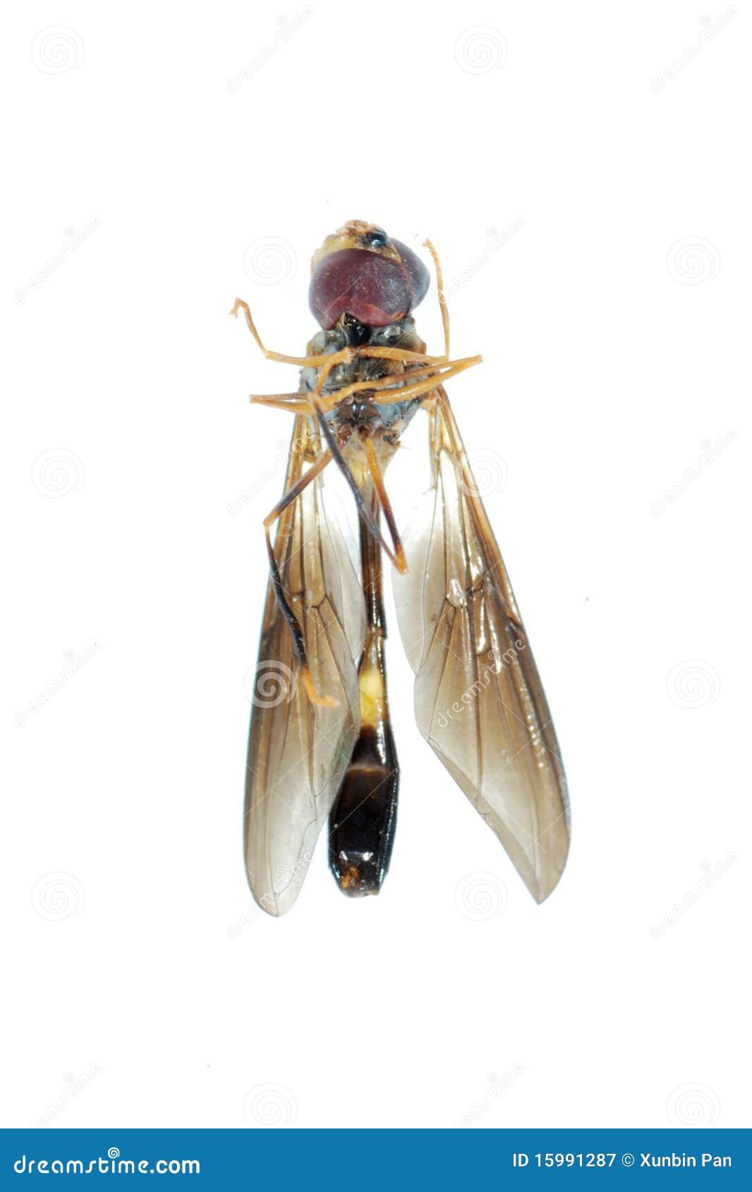 Dead fly stock image. Image of insect, life, germs, outdoors - 15991287