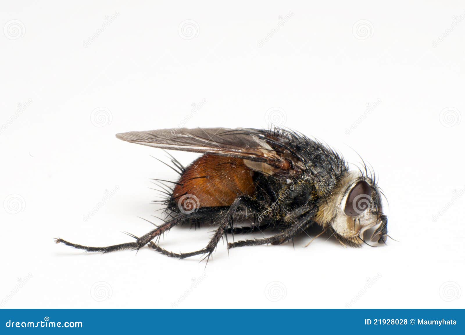 Dead fly stock photo. Image of infestation, body, isolated - 21928028