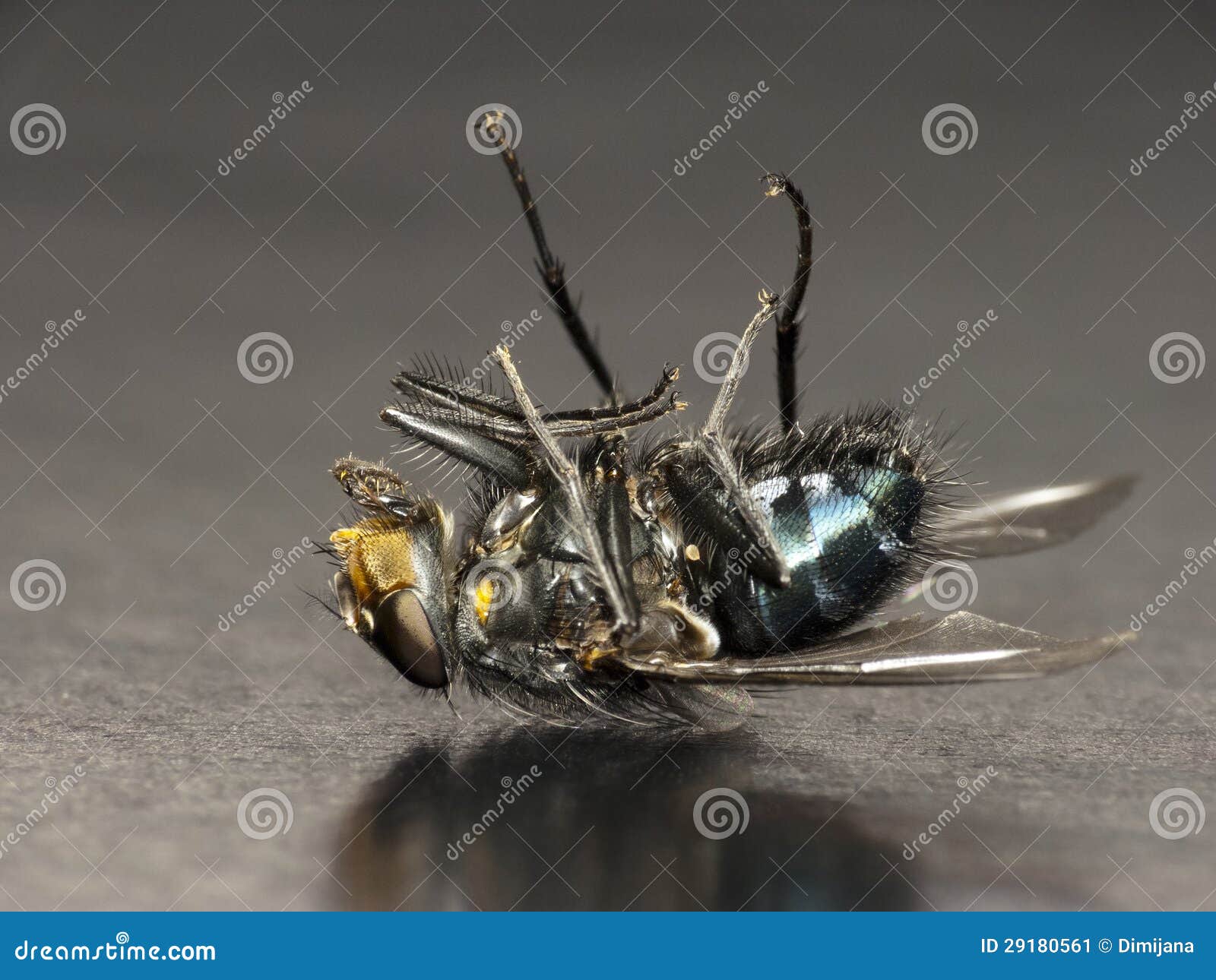 Dead fly stock image. Image of bristle, cruel, body, nasty - 29180561