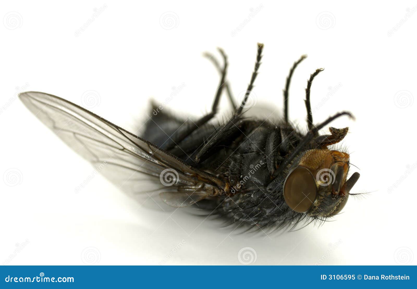Dead Fly stock image. Image of insect, wildlife, nature - 3106595