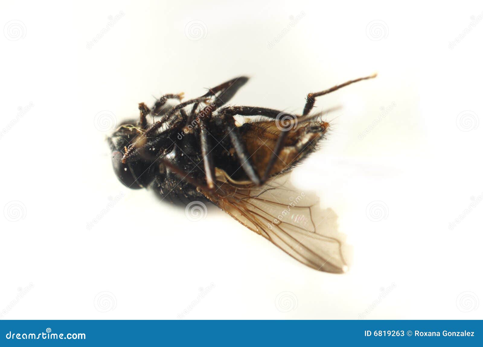 Dead fly stock image. Image of insect, close, pest, head - 6819263