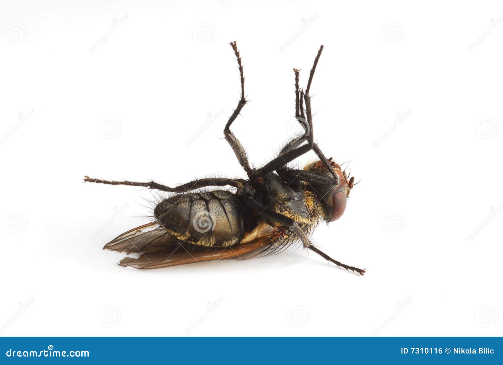 Dead fly stock photo. Image of insect, macro, nature, invertebrate ...