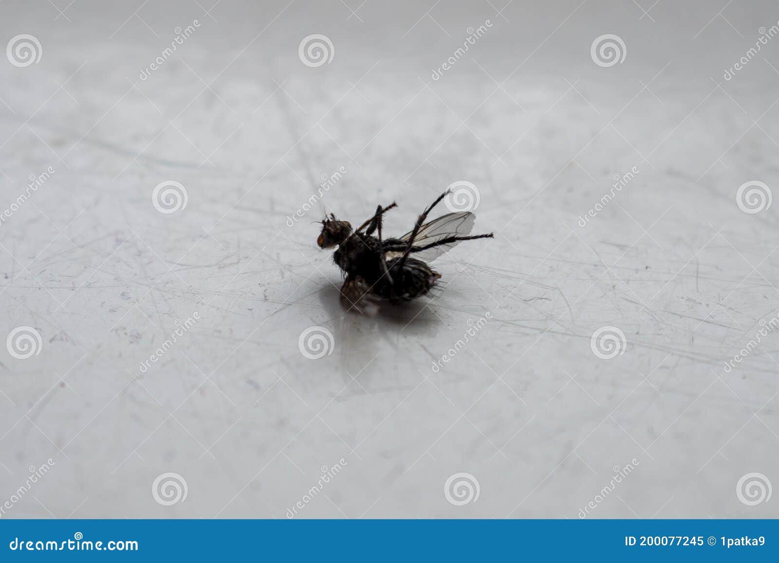 Dead Fly Body Lying on the Windowsill Stock Image - Image of animal ...