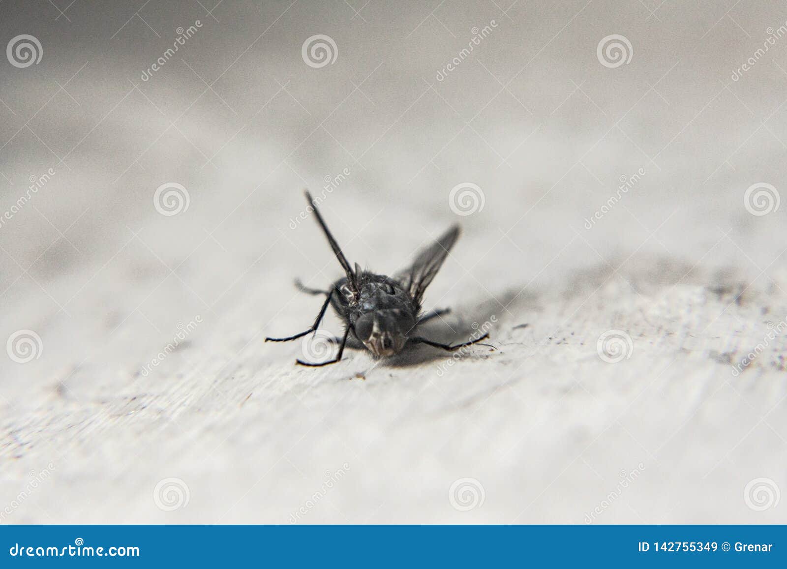 Dead fly detail stock image. Image of ground, tiny, legs - 142755349