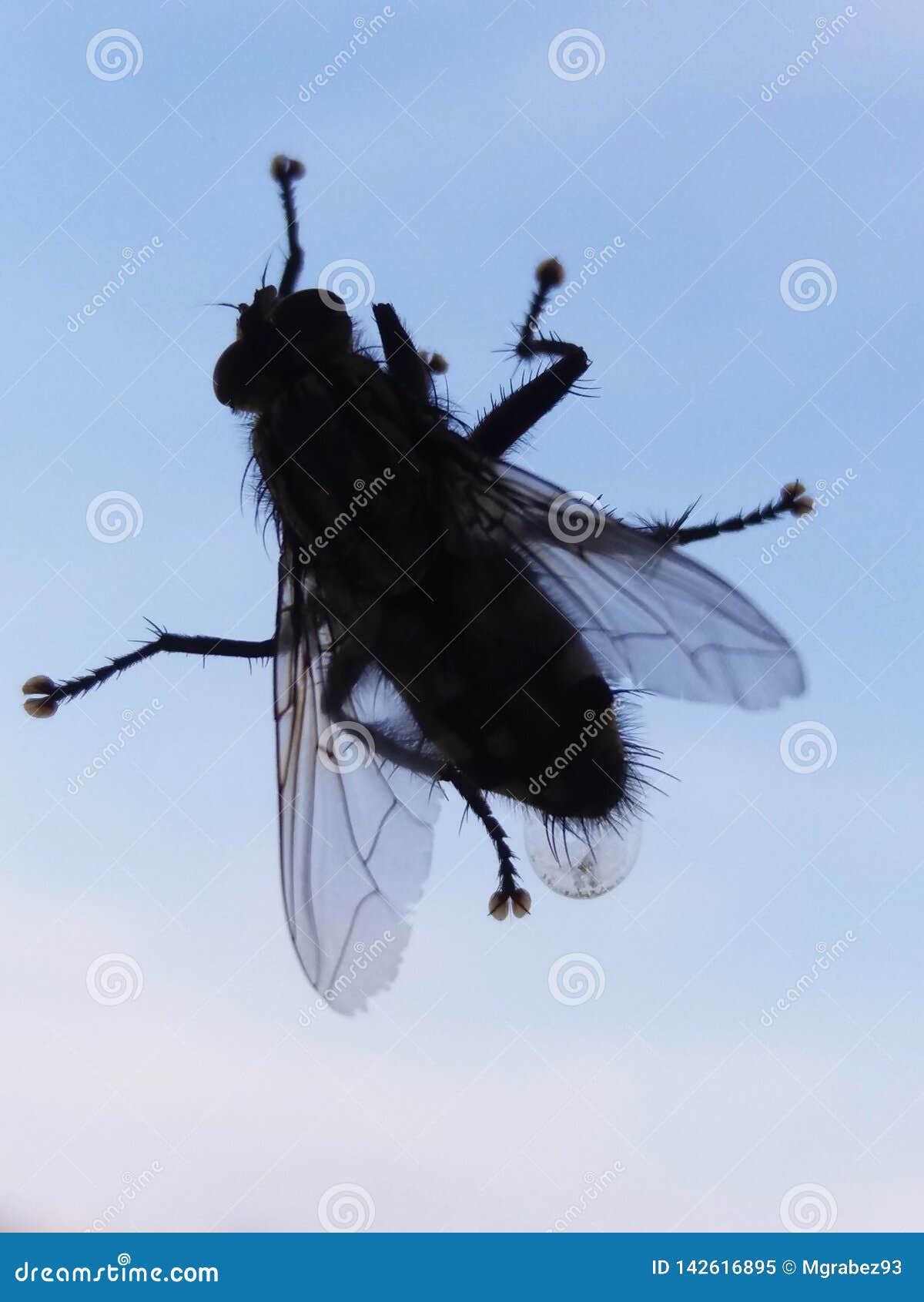 Dead fly stack on window stock image. Image of stayed - 142616895