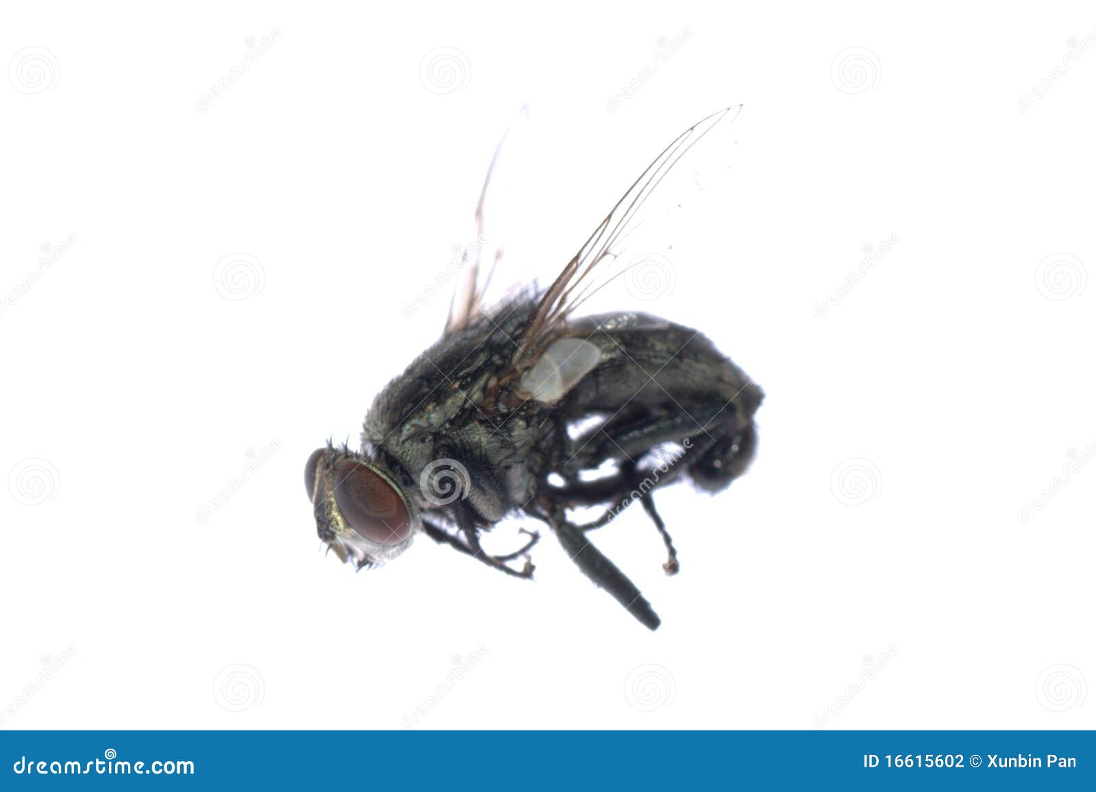 Dead fly insect stock photo. Image of face, close, color - 16615602