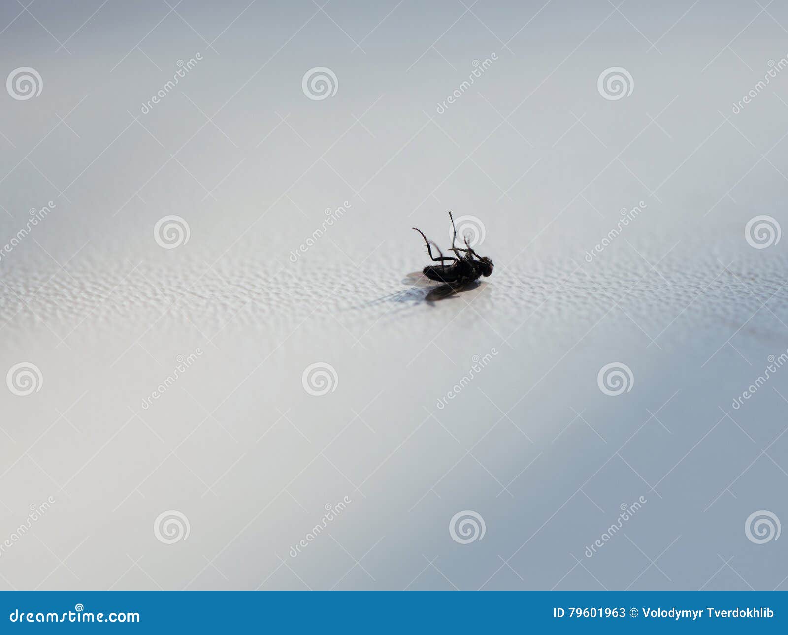 Dead fly insect stock image. Image of disgust, biology - 79601963