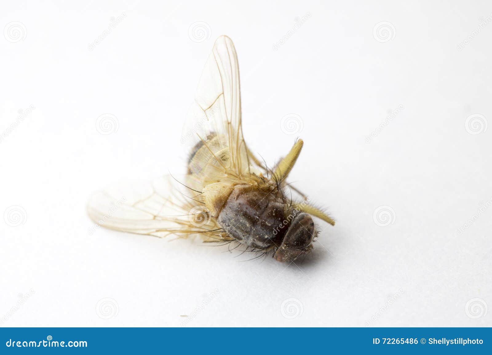 Dead Fly Insect on White Background Stock Photo - Image of back, head ...