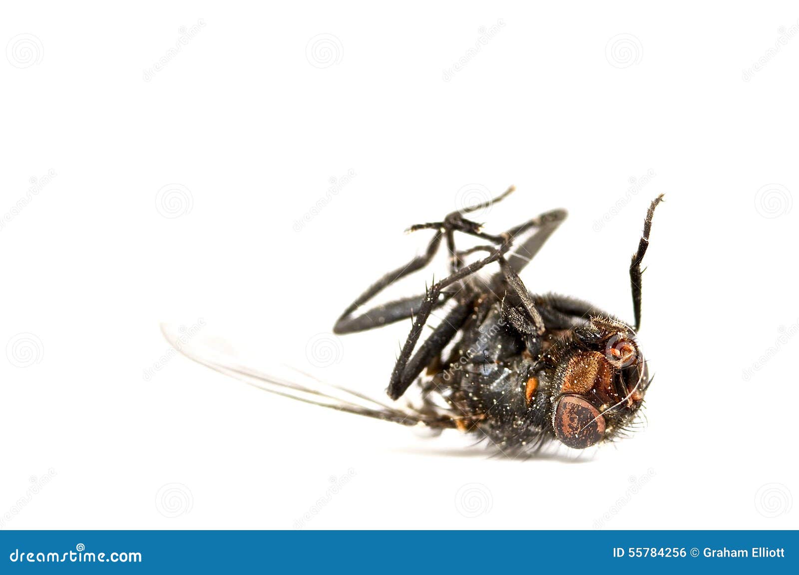 Dead fly isolated in white stock photo. Image of assassin - 55784256