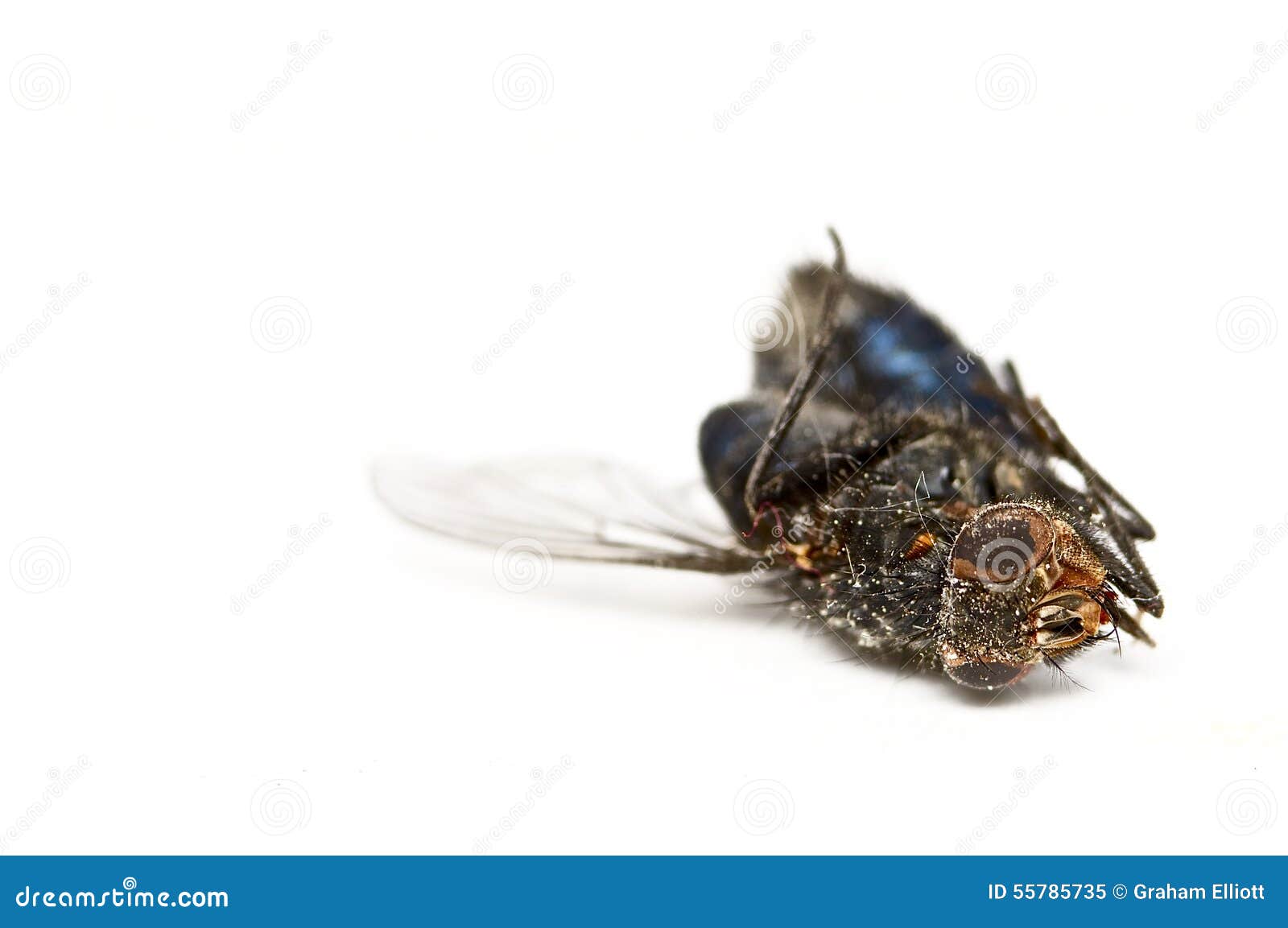 Dead fly isolated in white stock image. Image of hopper - 55785735