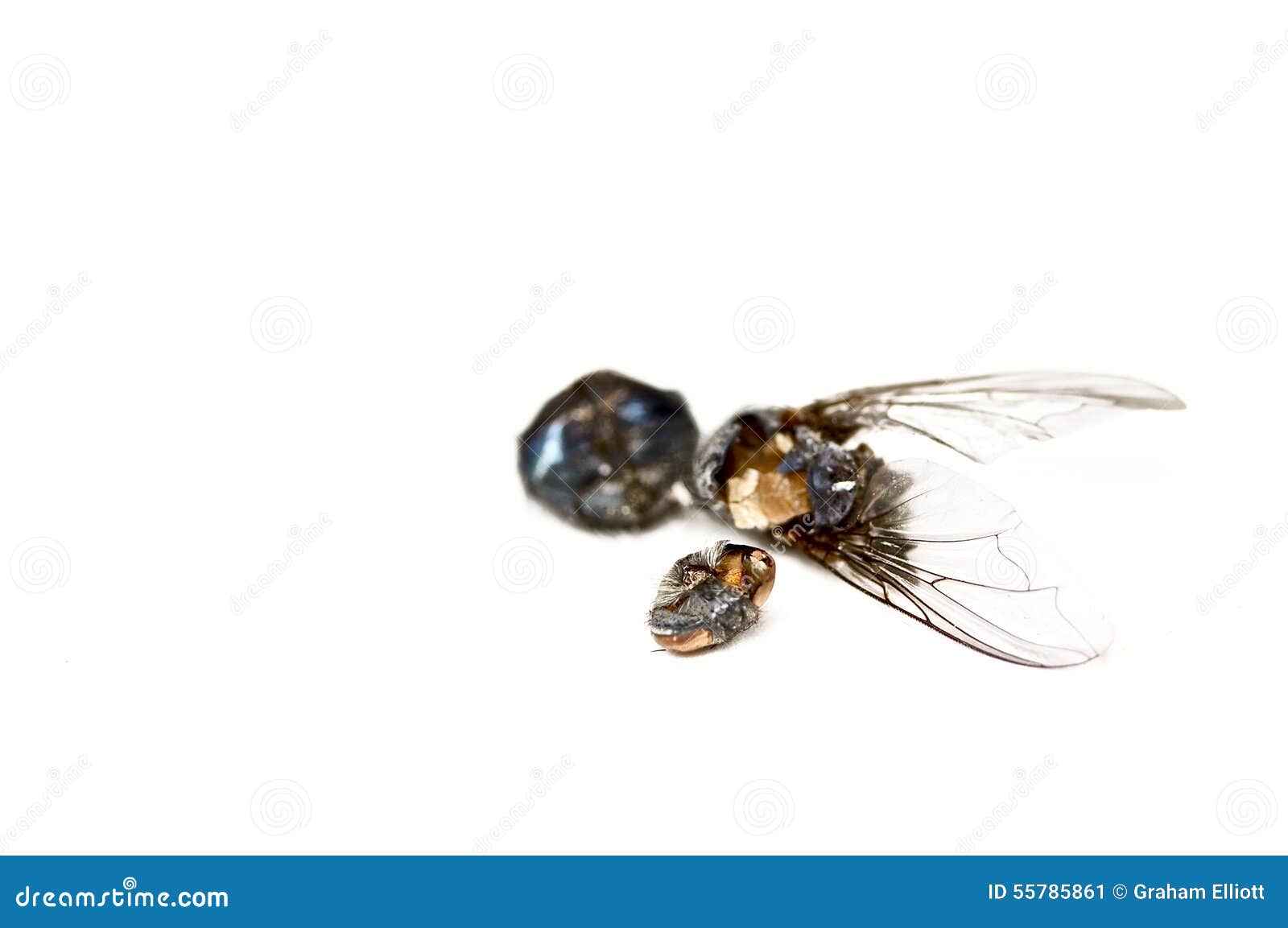 Dead fly isolated in white stock image. Image of eyes - 55785861