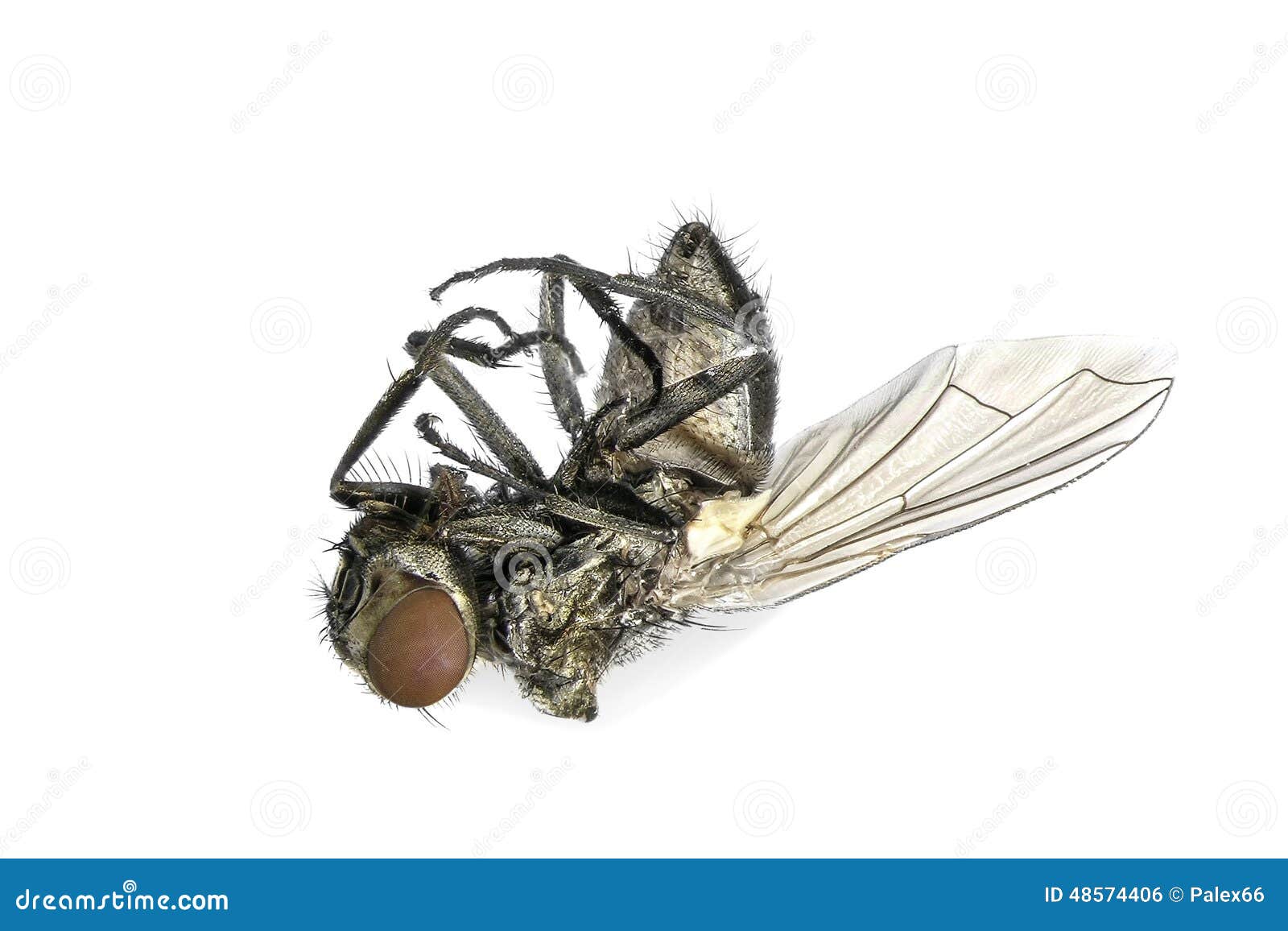 Dead fly stock photo. Image of abdomen, insect, domestica - 48574406