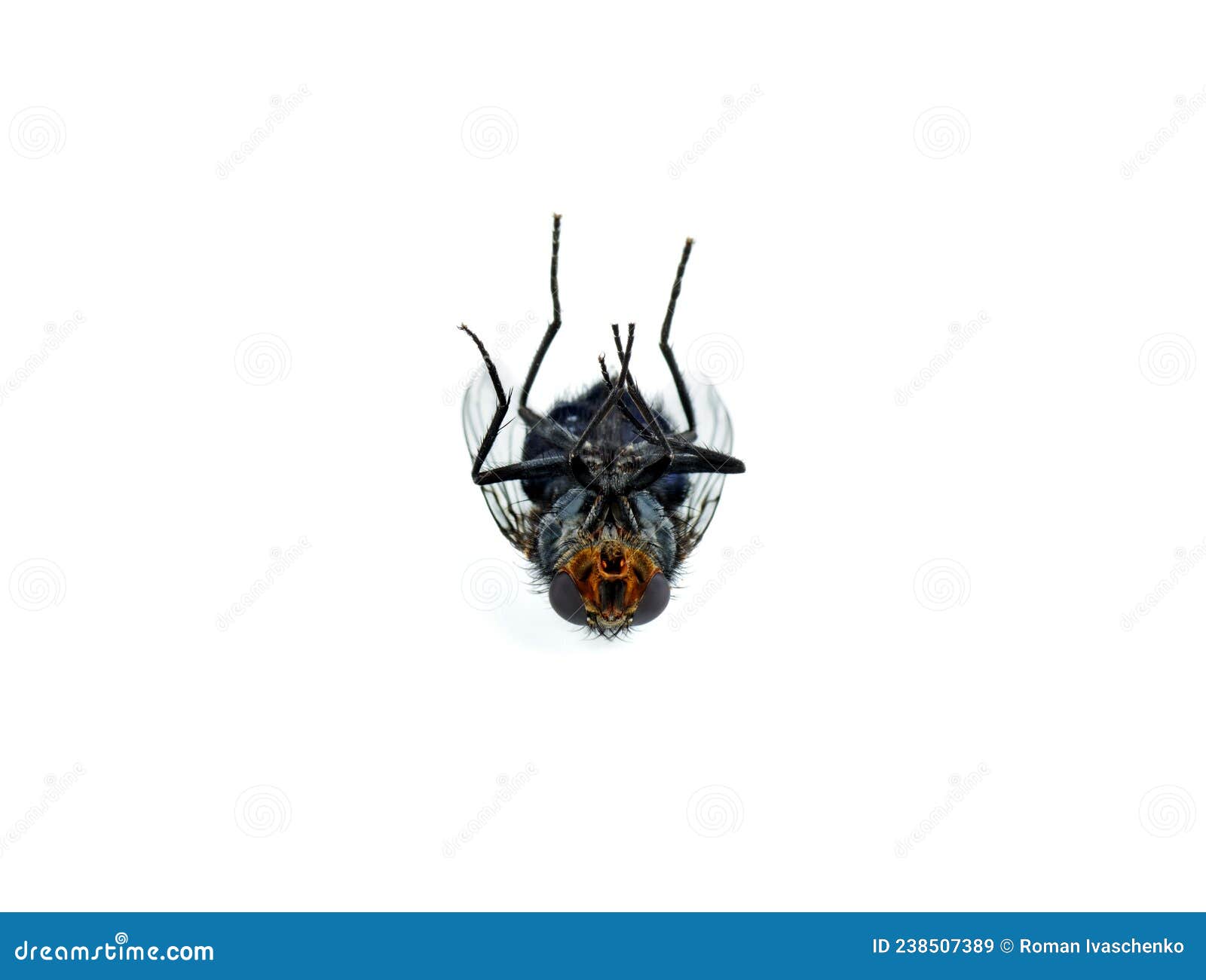 Dead Fly Isolated White Background Stock Image - Image of wildlife ...