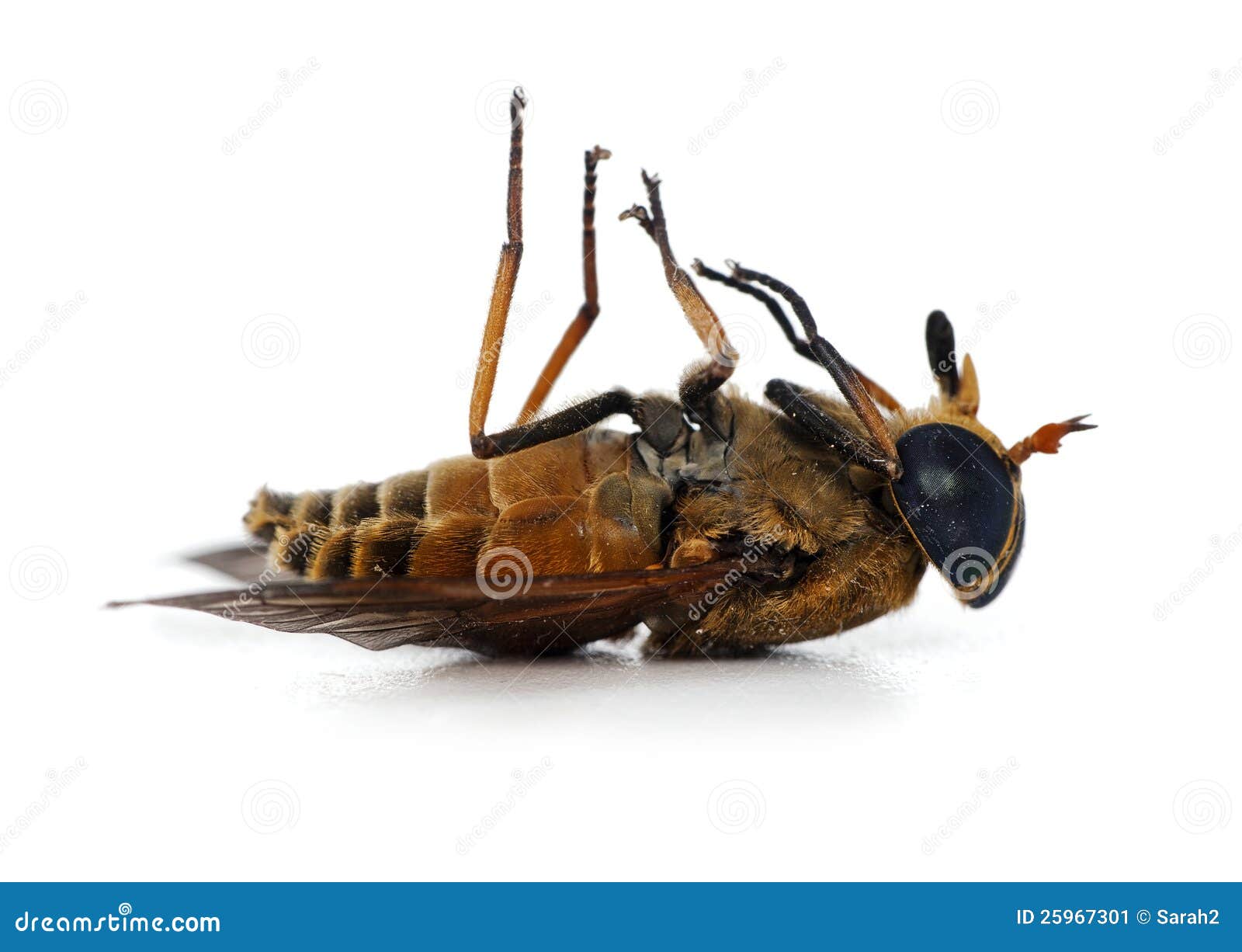 Dead Fly - Legs in the Air, Over White Stock Image - Image of upside ...