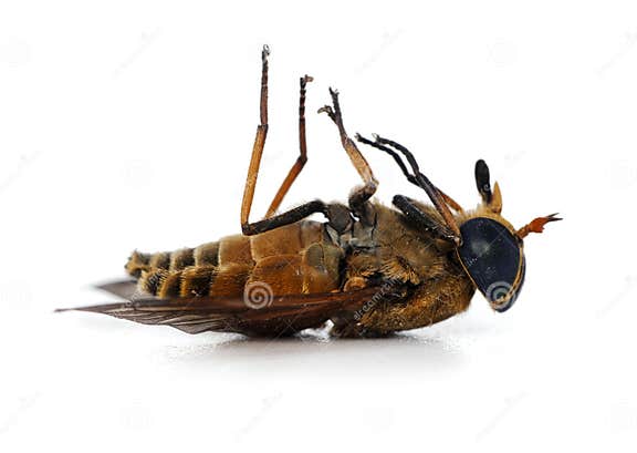 Dead Fly - Legs in the Air, Over White Stock Image - Image of upside ...