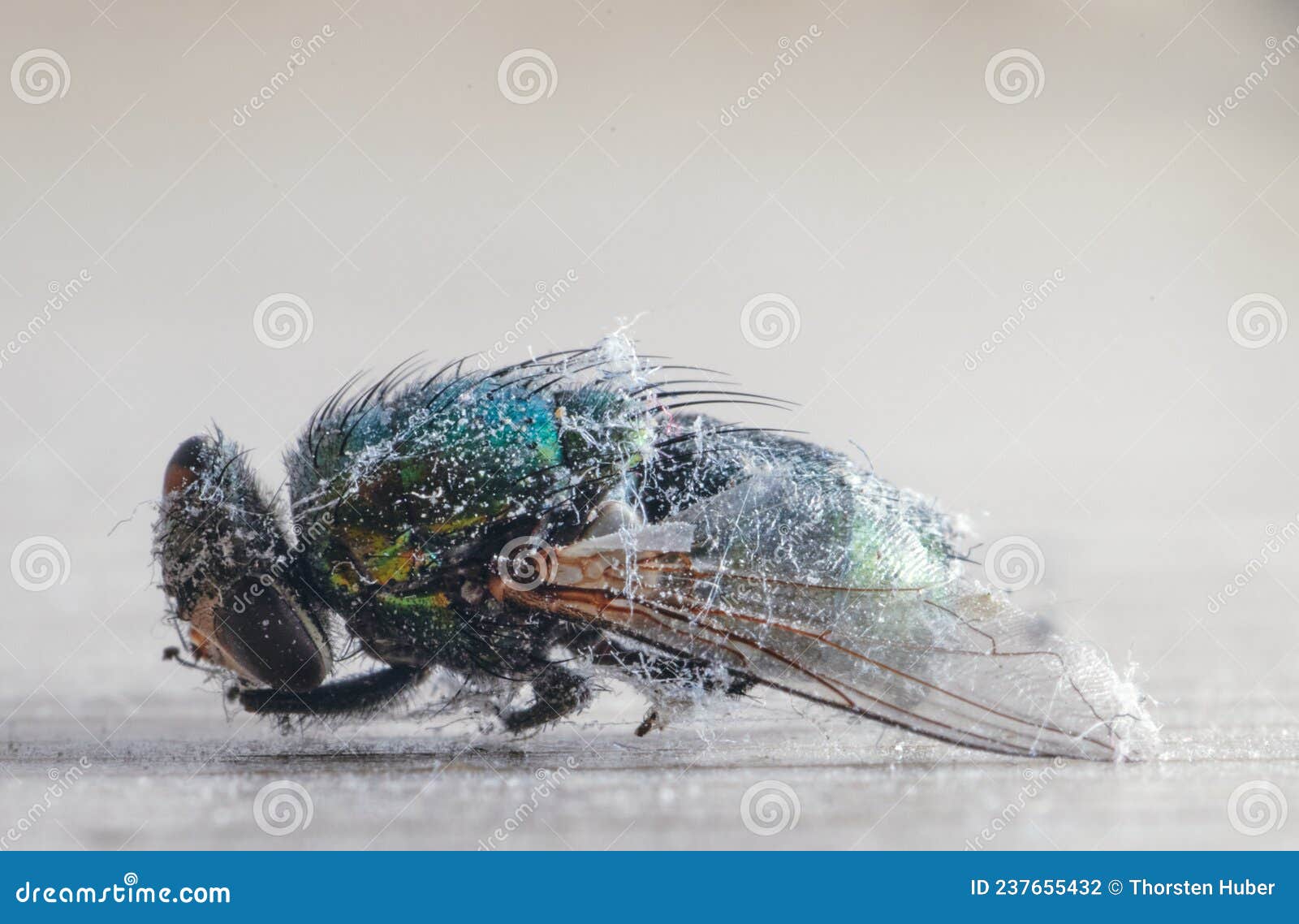 Dead Fly Lying Wrapped in Dust Closeip Stock Photo - Image of green ...