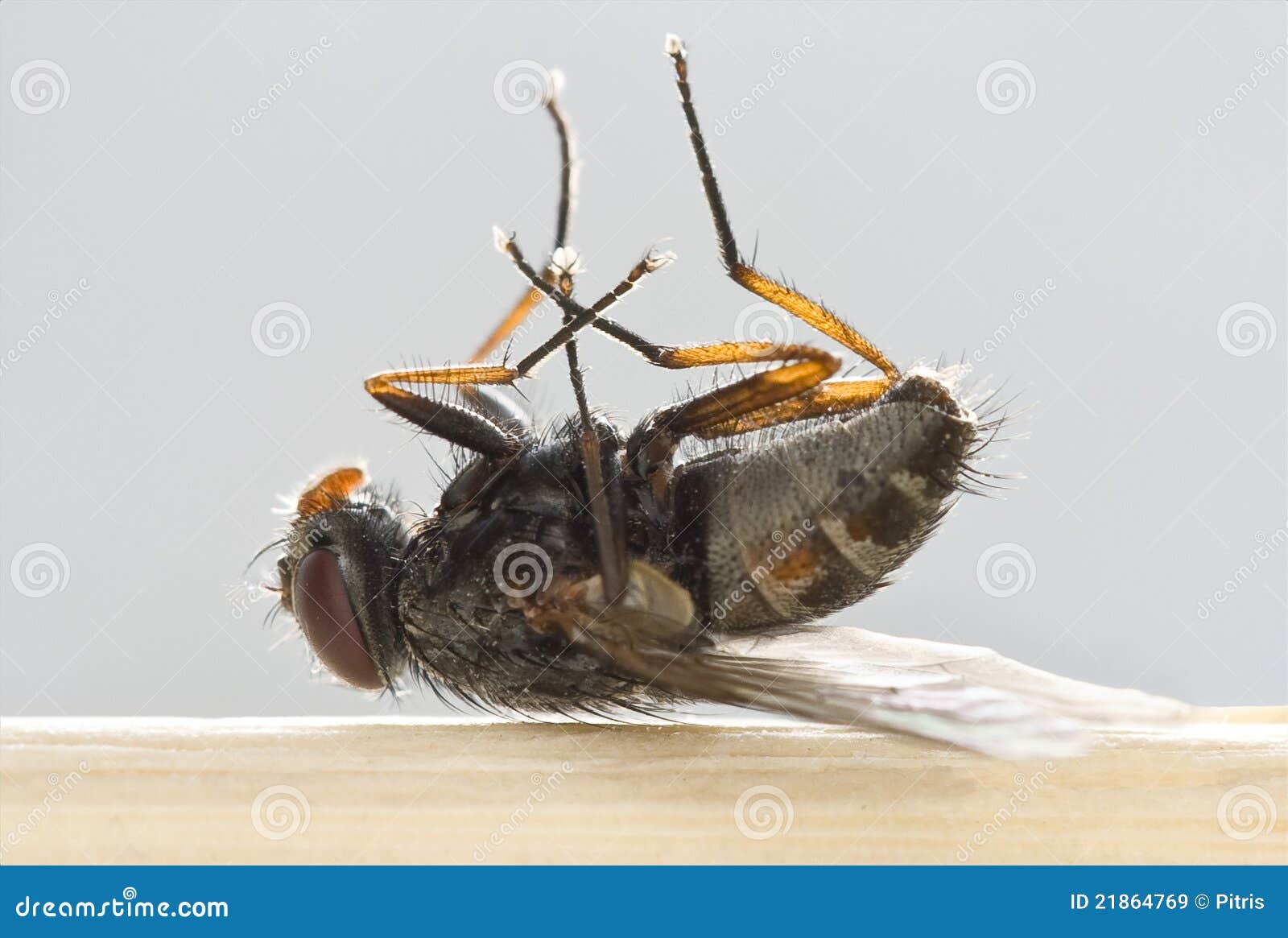 Dead Fly - Macro stock image. Image of animalia, unhygienic - 21864769