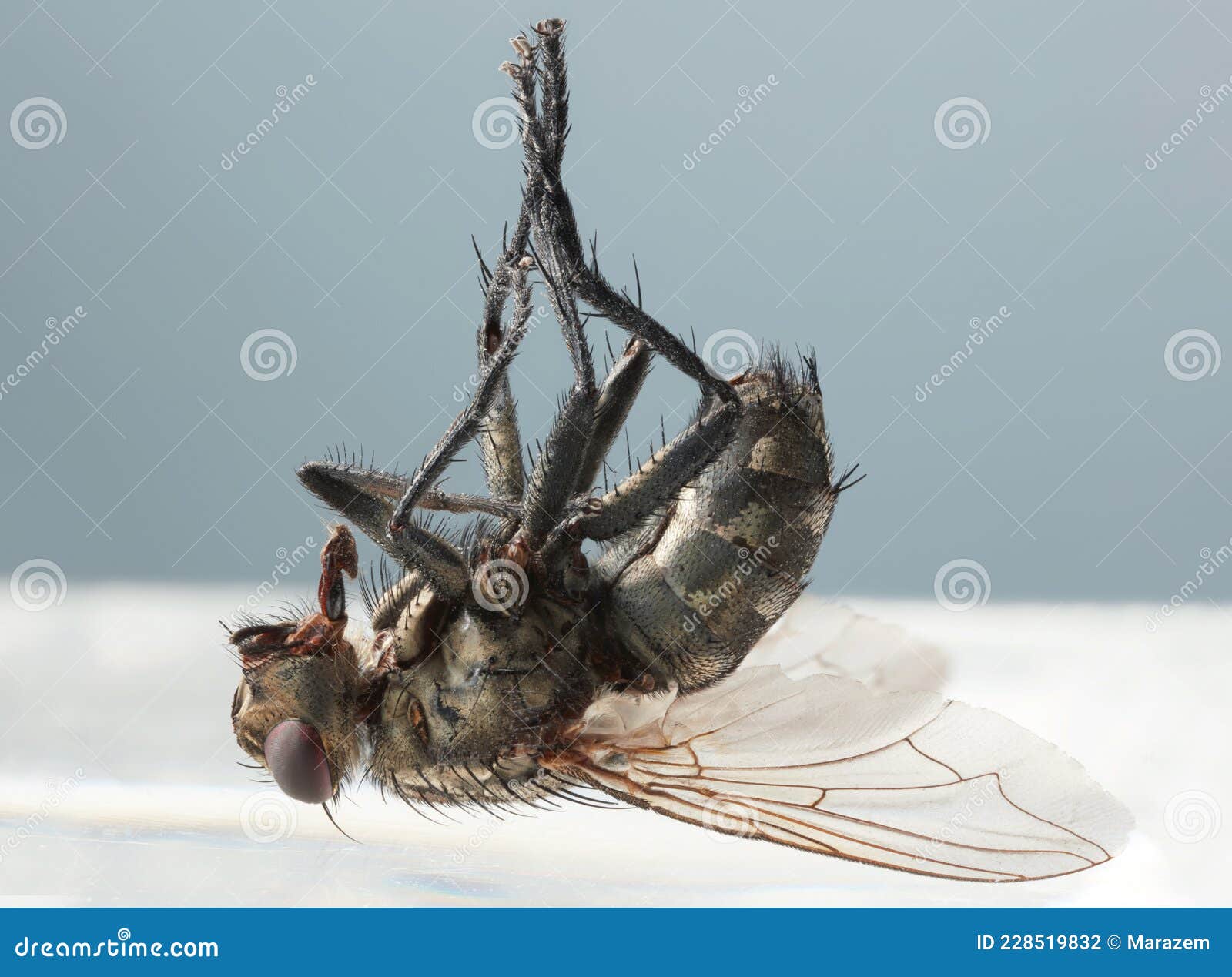 Dead fly macro stock photo. Image of animal, entomology - 228519832