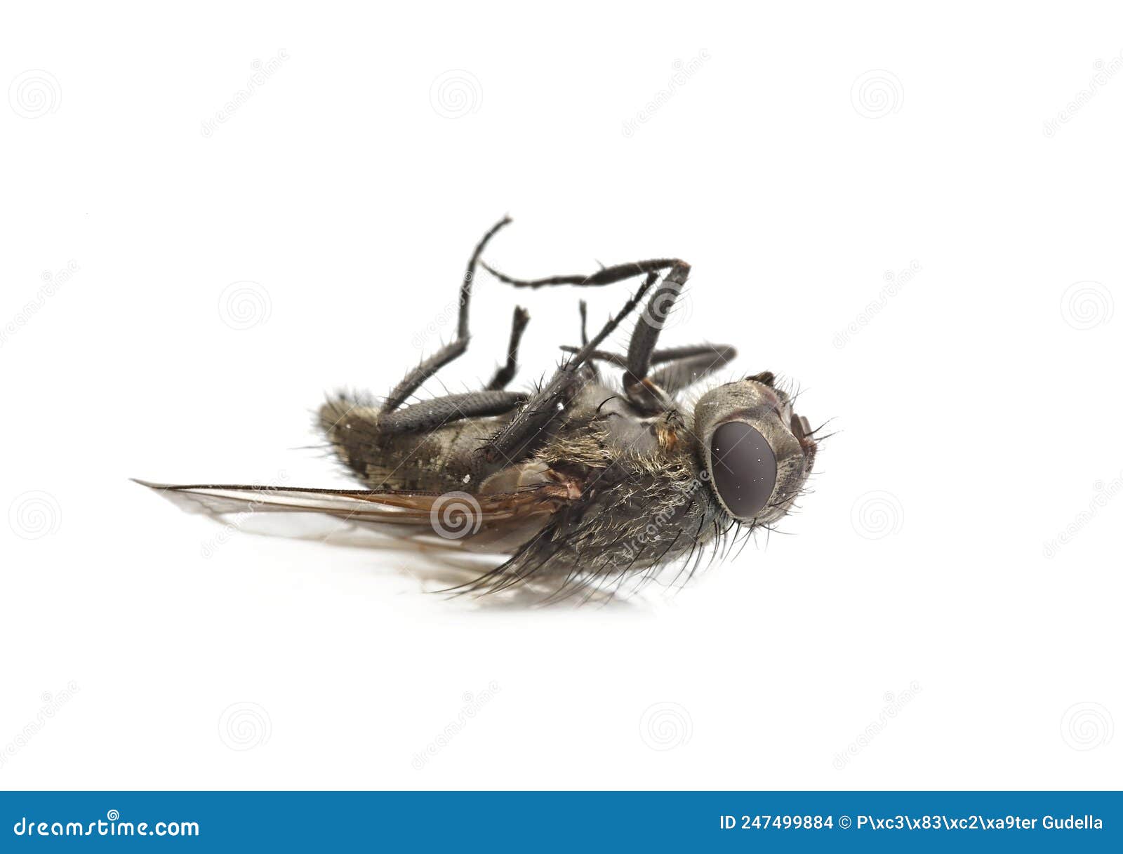 Dead Fly Macro stock photo. Image of animal, small, closeup - 247499884