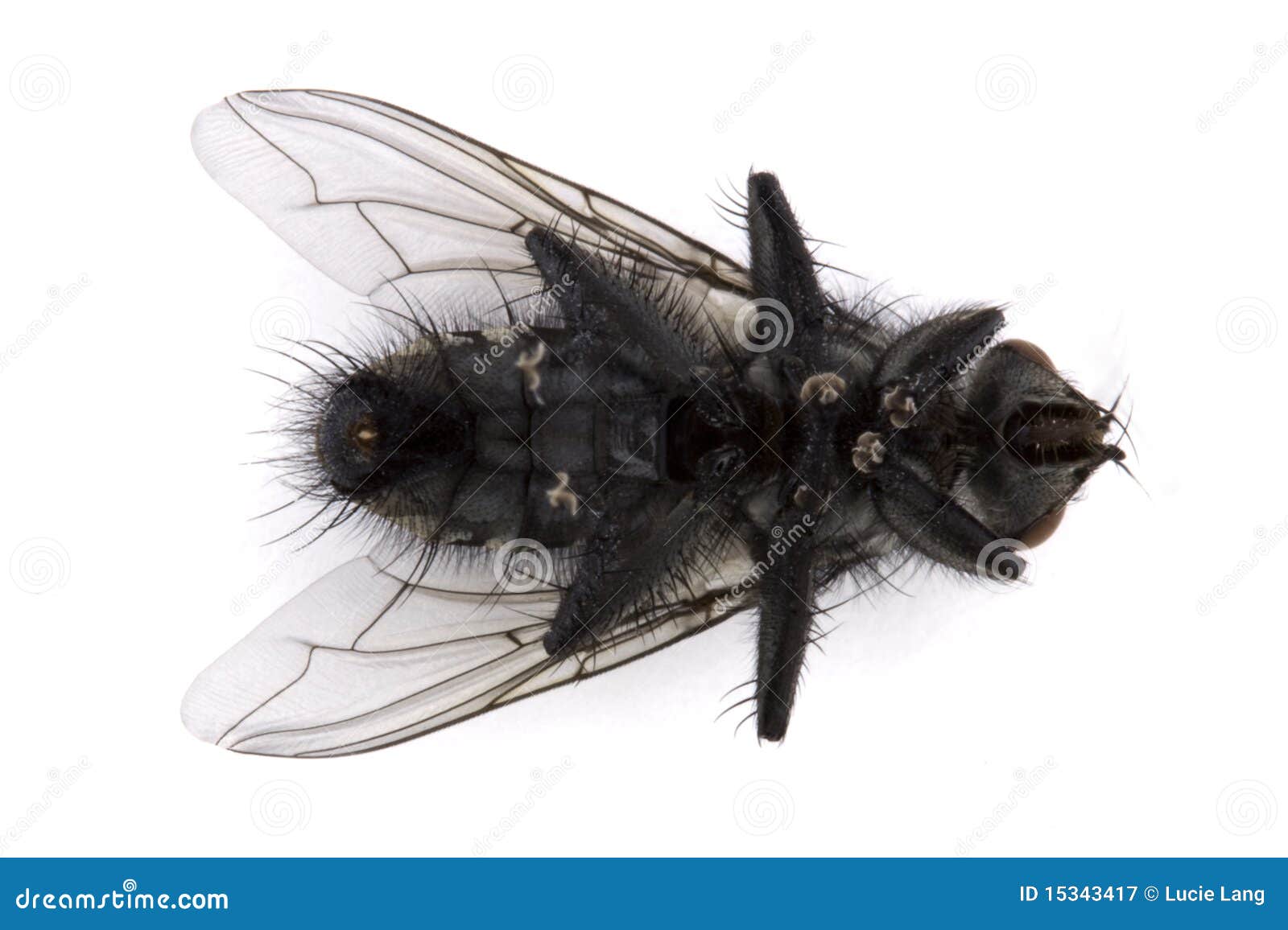 Dead fly over white stock image. Image of lonely, color - 15343417