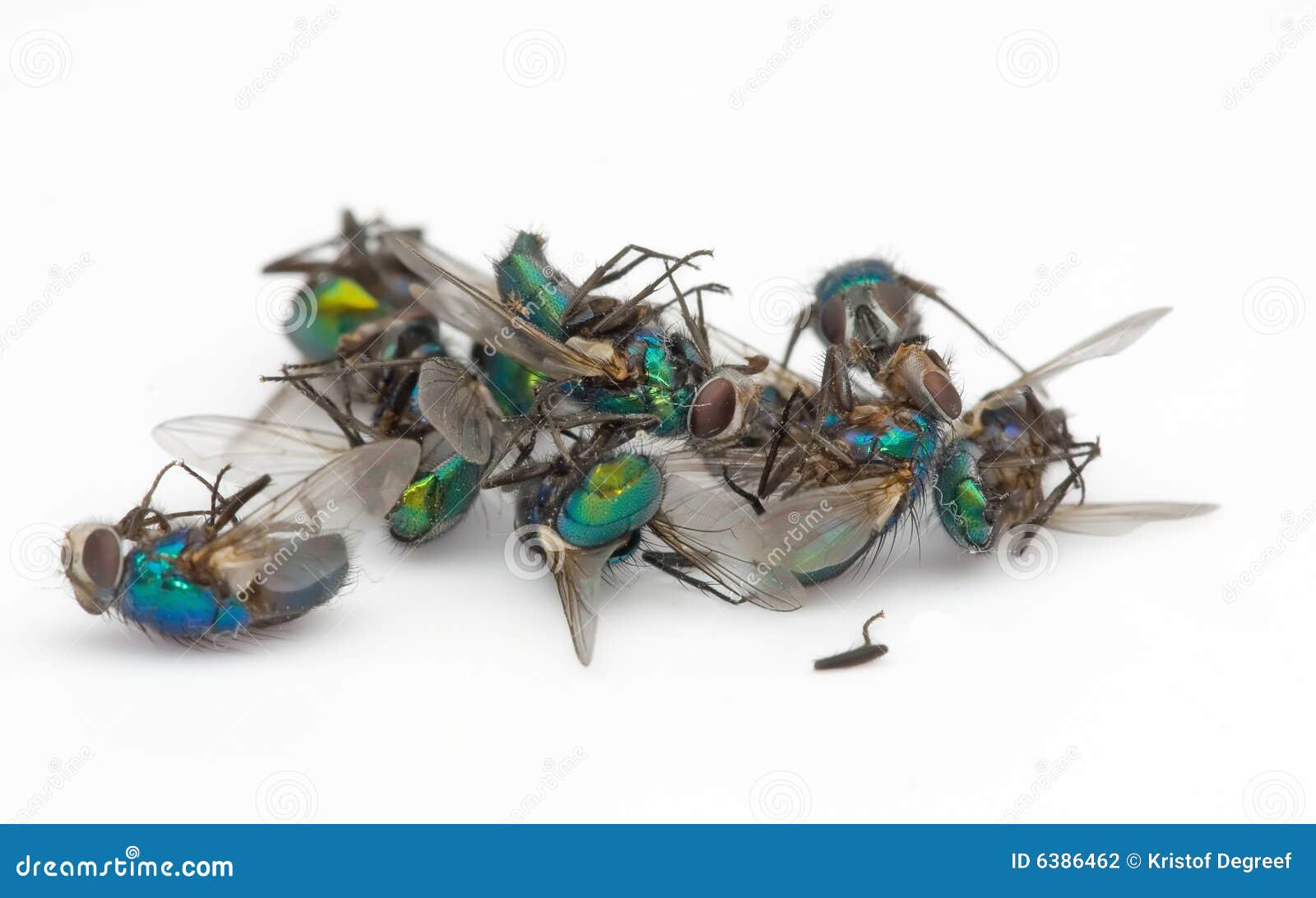 Dead fly pile stock photo. Image of studio, background - 6386462