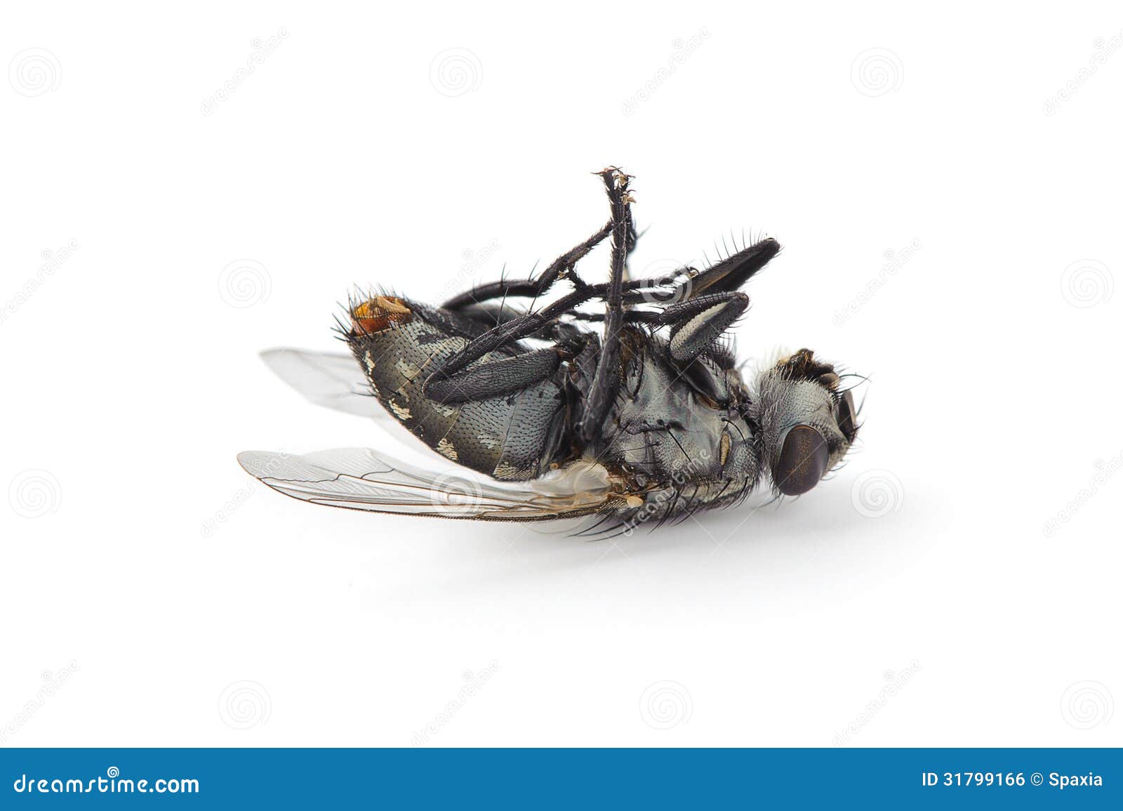 Dead fly stock photo. Image of body, pest, disgust, wings - 31799166