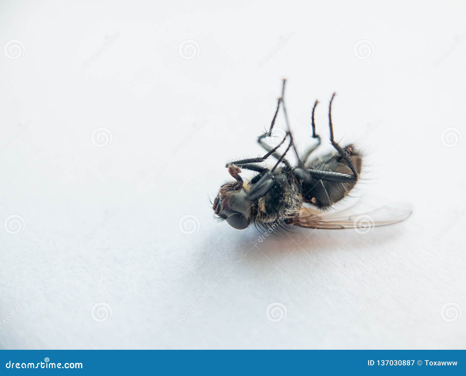Dead fly on the white stock image. Image of wing, insect - 137030887