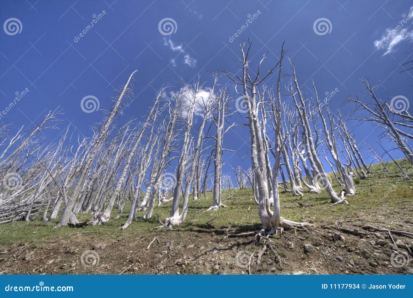 Dead Forest stock photo. Image of green, trunk, outside - 11177934