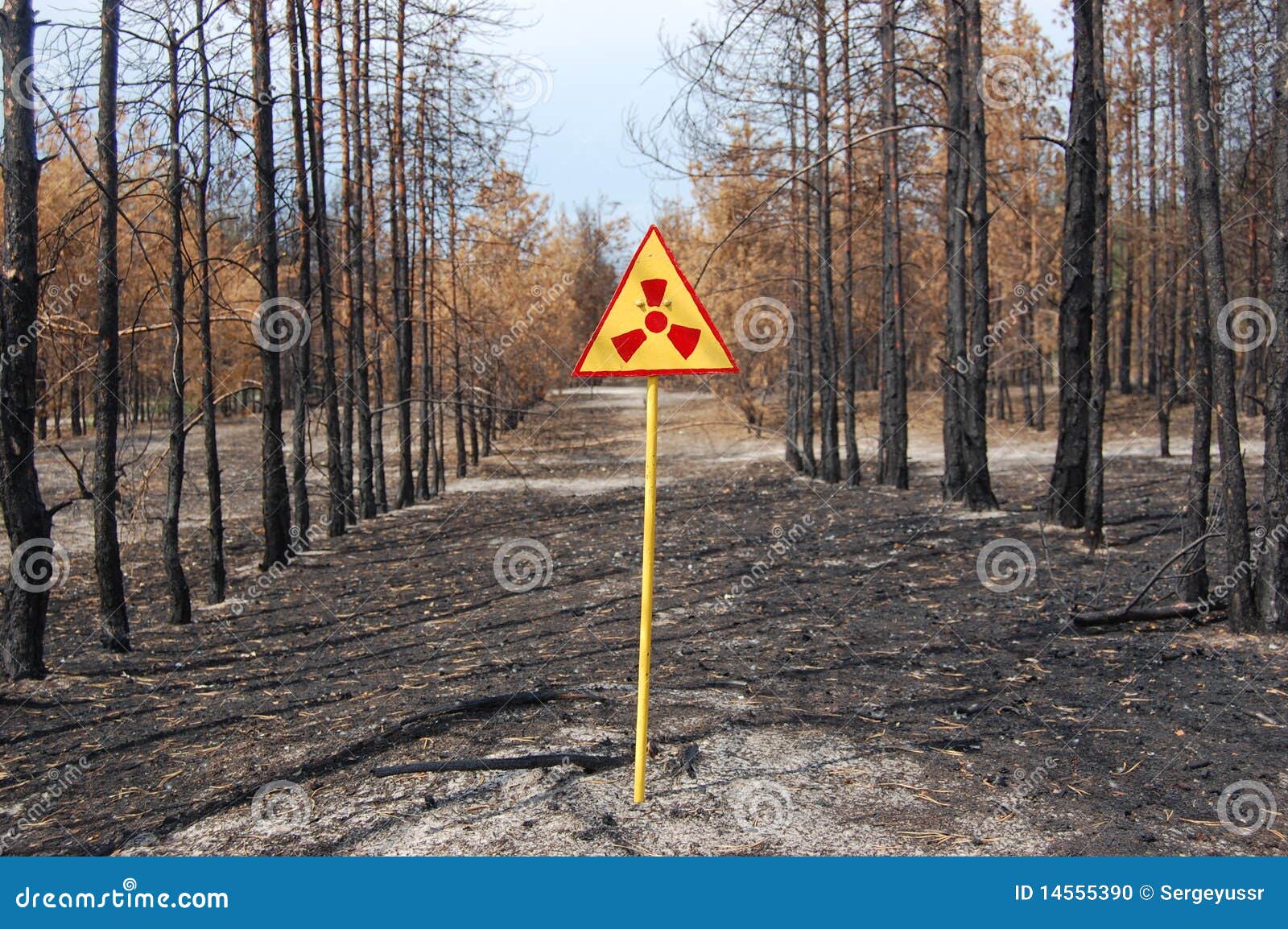 Dead forest stock photo. Image of storage, kiev, sign - 14555390
