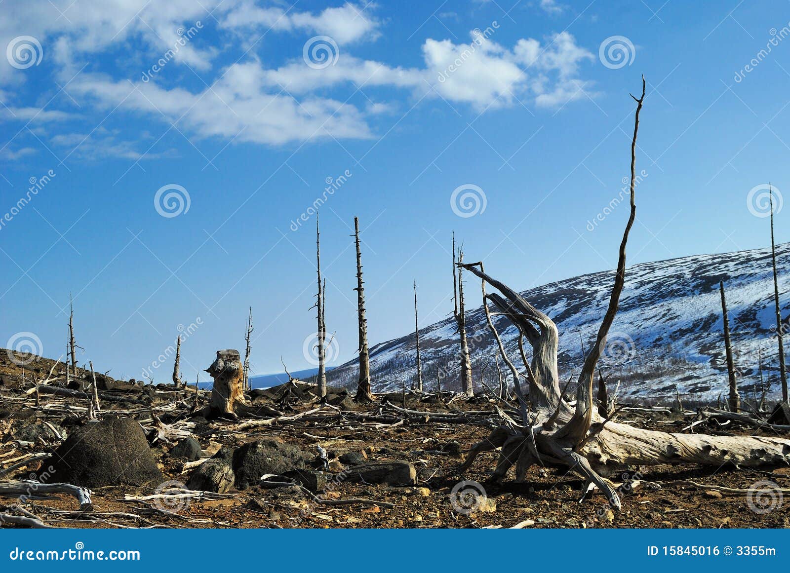 Dead forest stock photo. Image of ecology, suburb, stump - 15845016
