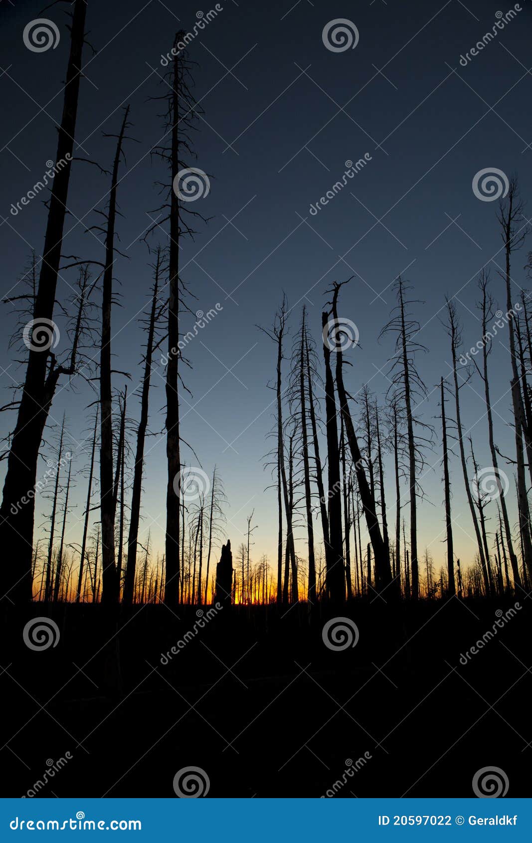 The dead forest stock photo. Image of forest, death, arizona - 20597022