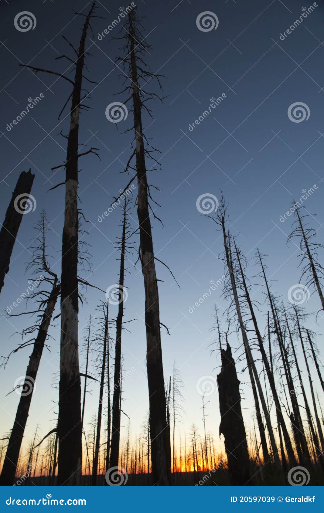 The dead forest stock image. Image of death, burnt, tree - 20597039