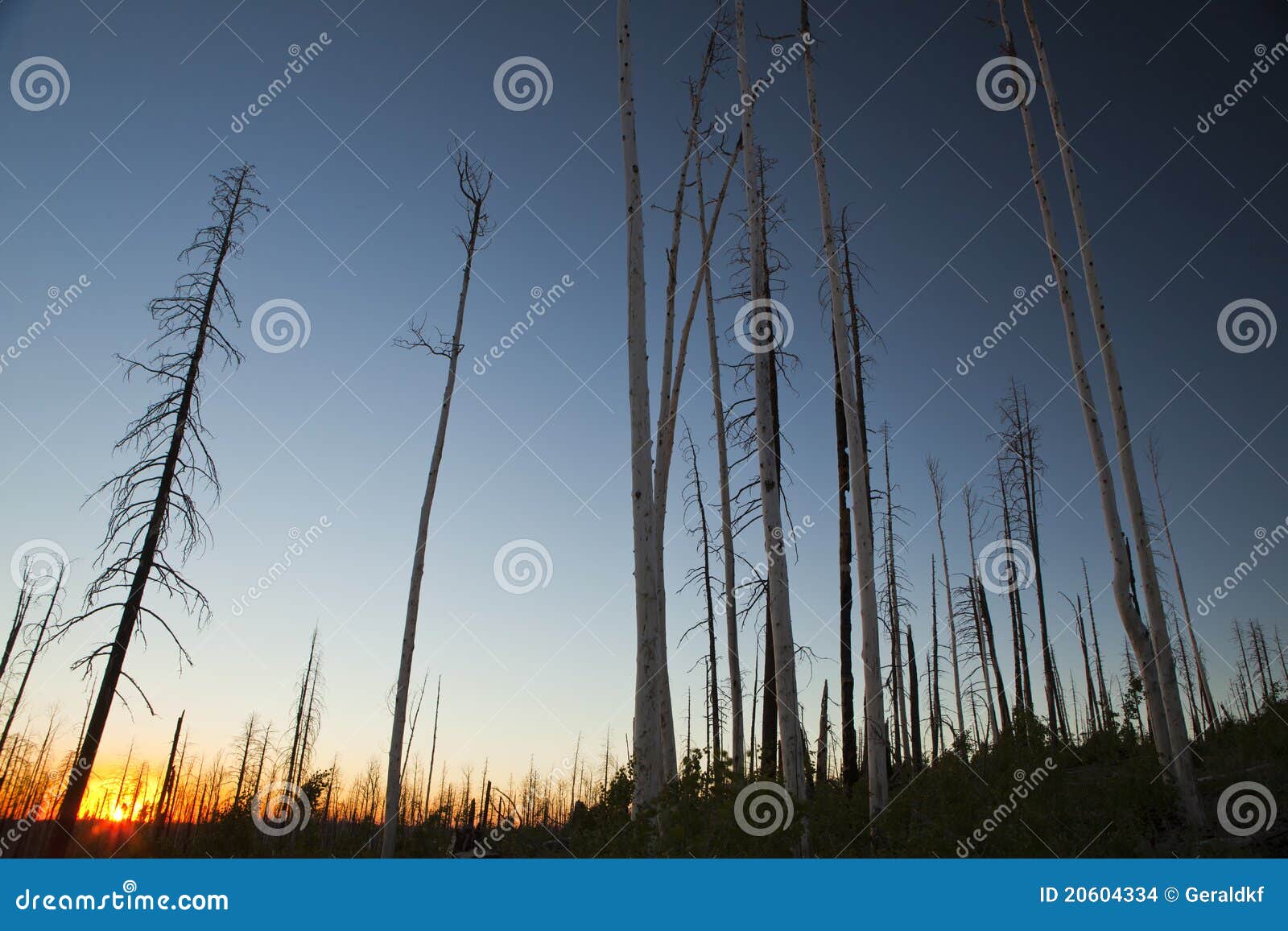 The dead forest stock photo. Image of landscape, morning - 20604334