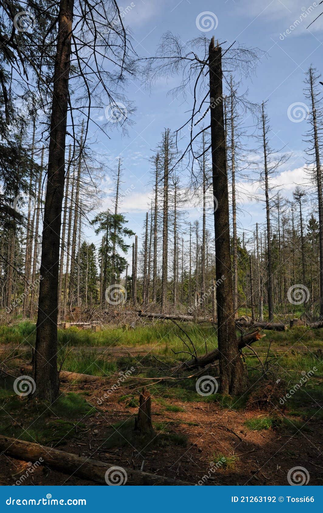 Dead forest stock photo. Image of outdoors, wood, scenics - 21263192
